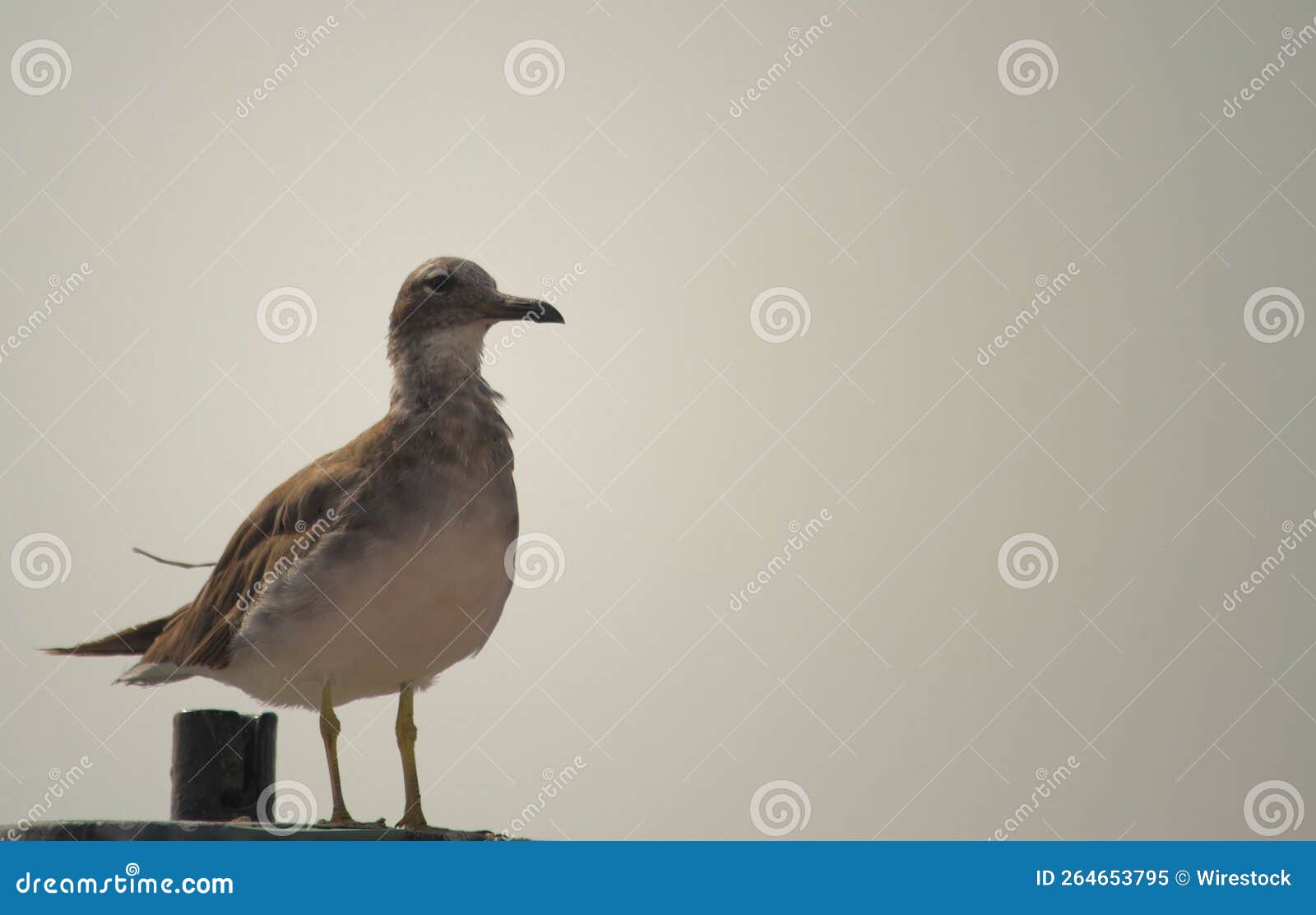 Seagull Perched on the Bollard of a Hip Stock Image - Image of wild ...