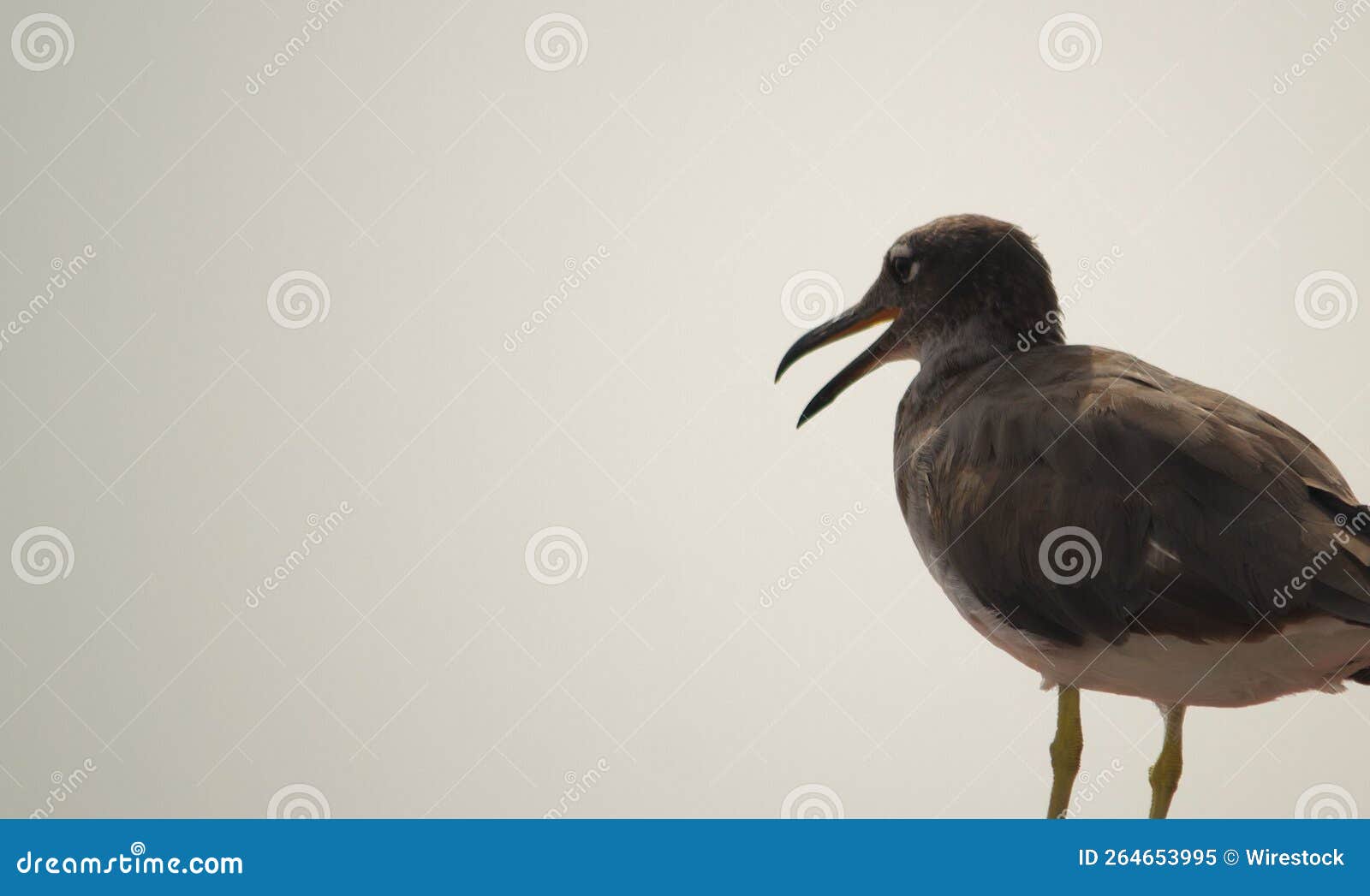 Seagull Perched on the Bollard of a Hip Stock Image - Image of seagull ...