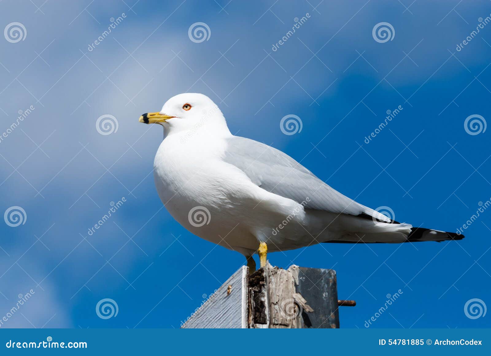 Seagull Perched Facing Left Against Cloud and Sky. Stock Image - Image ...
