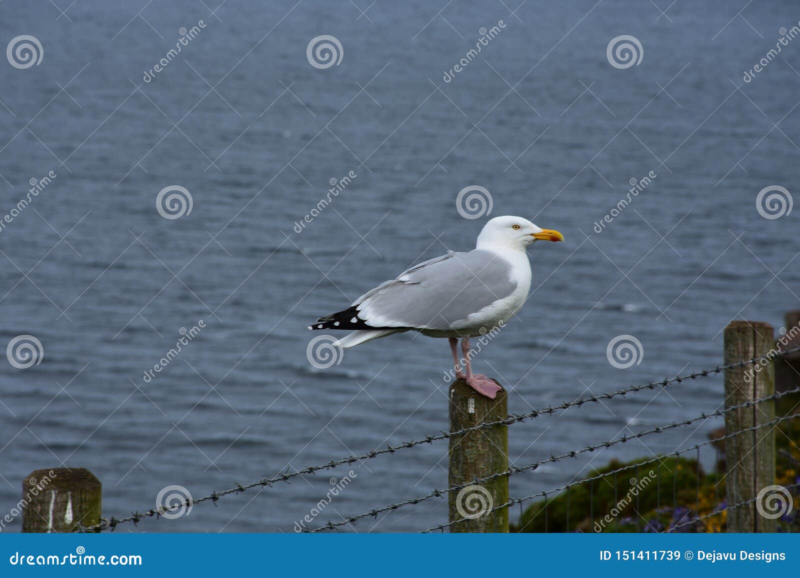Seagull Perched on a Fence Post Above the Irish Sea Stock Image - Image ...