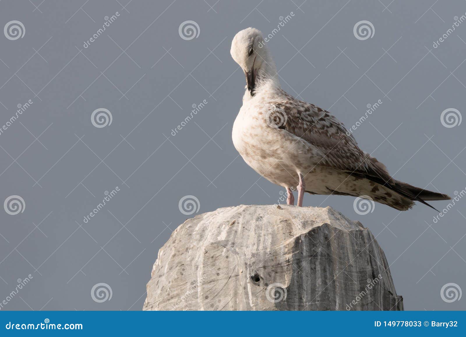 Seagull Perched on Granite Rock, Preening Feathers. Stock Image - Image ...