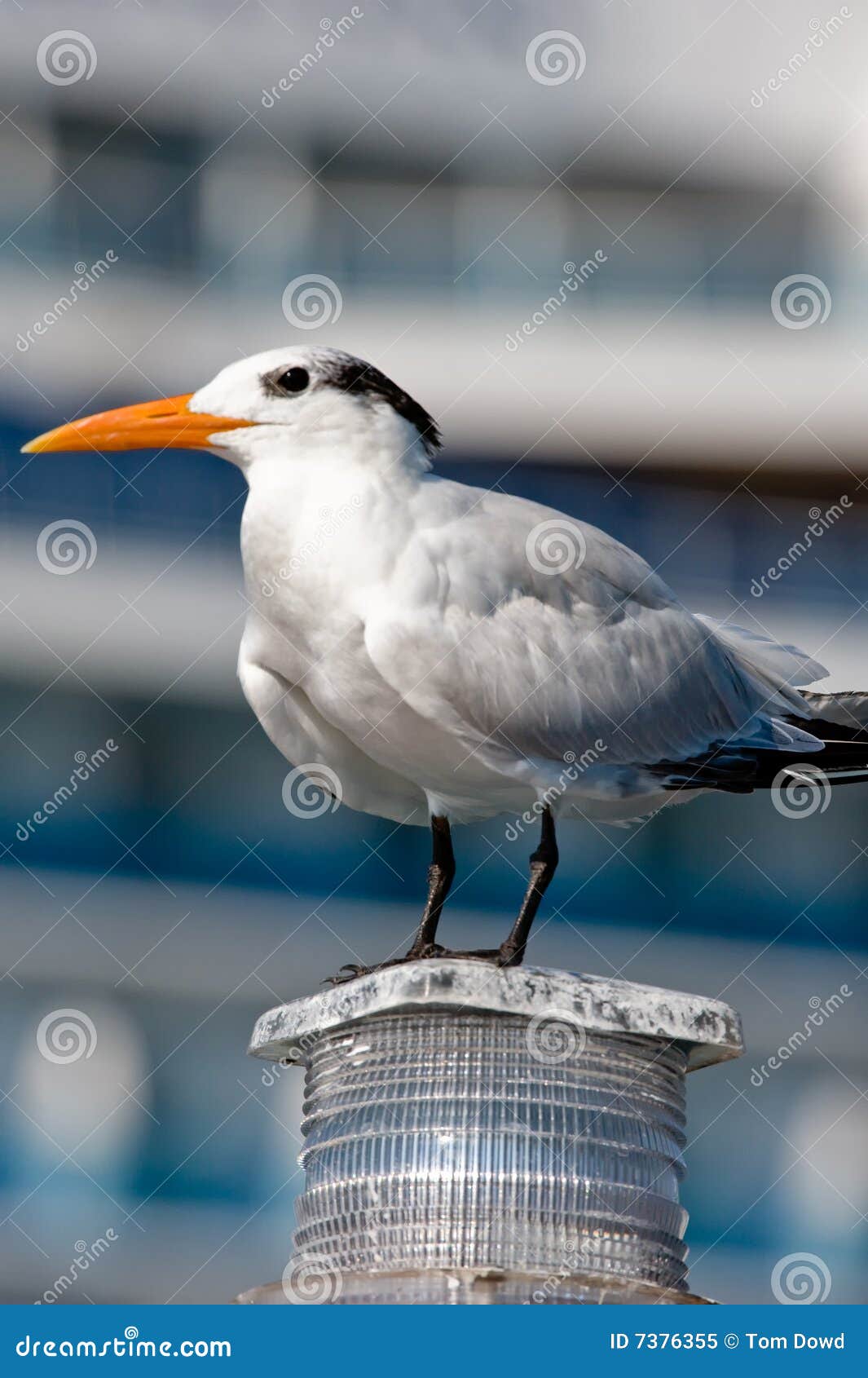 Seagull perched on light stock image. Image of beak, perches - 7376355