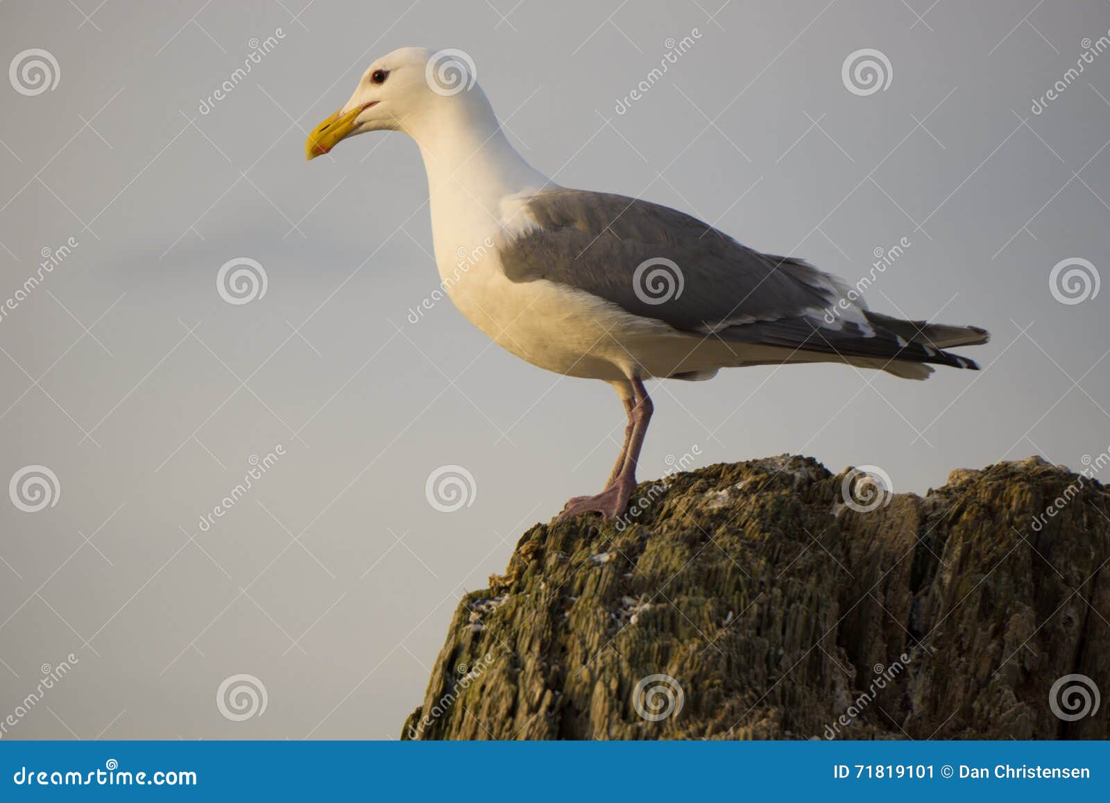 Seagull perched on a log stock image. Image of fowl, beach - 71819101
