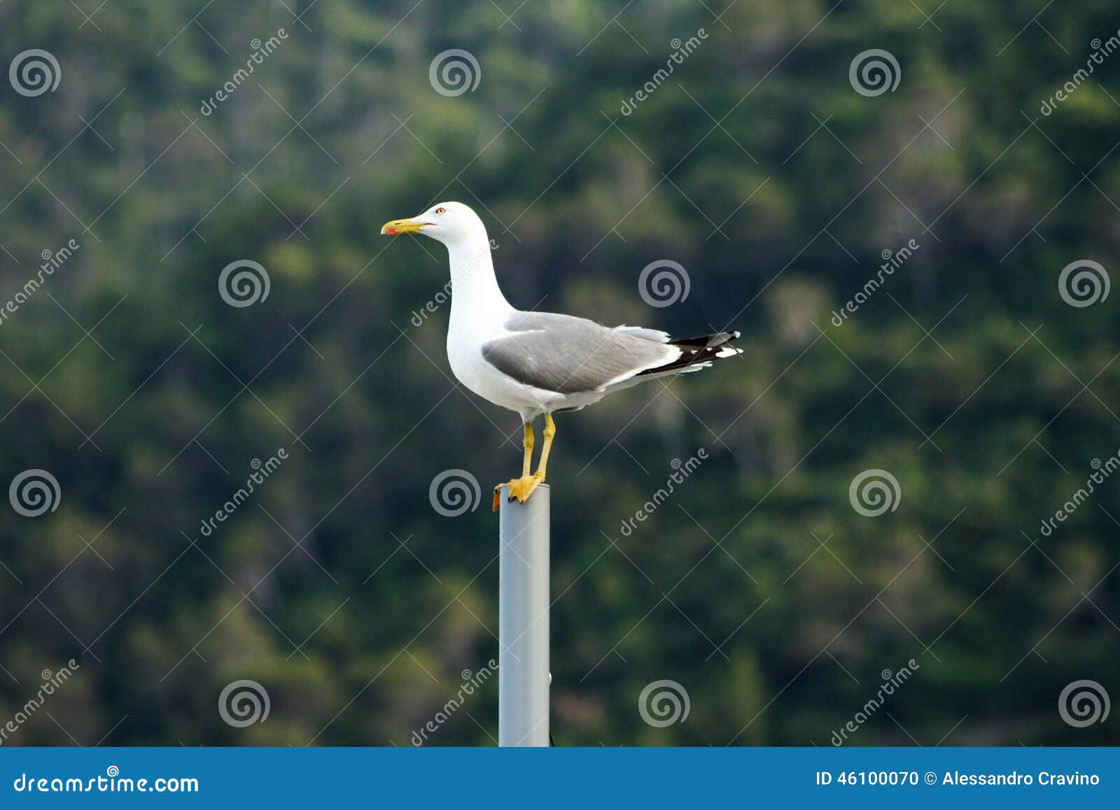 Seagull perched stock photo. Image of perched, standing - 46100070