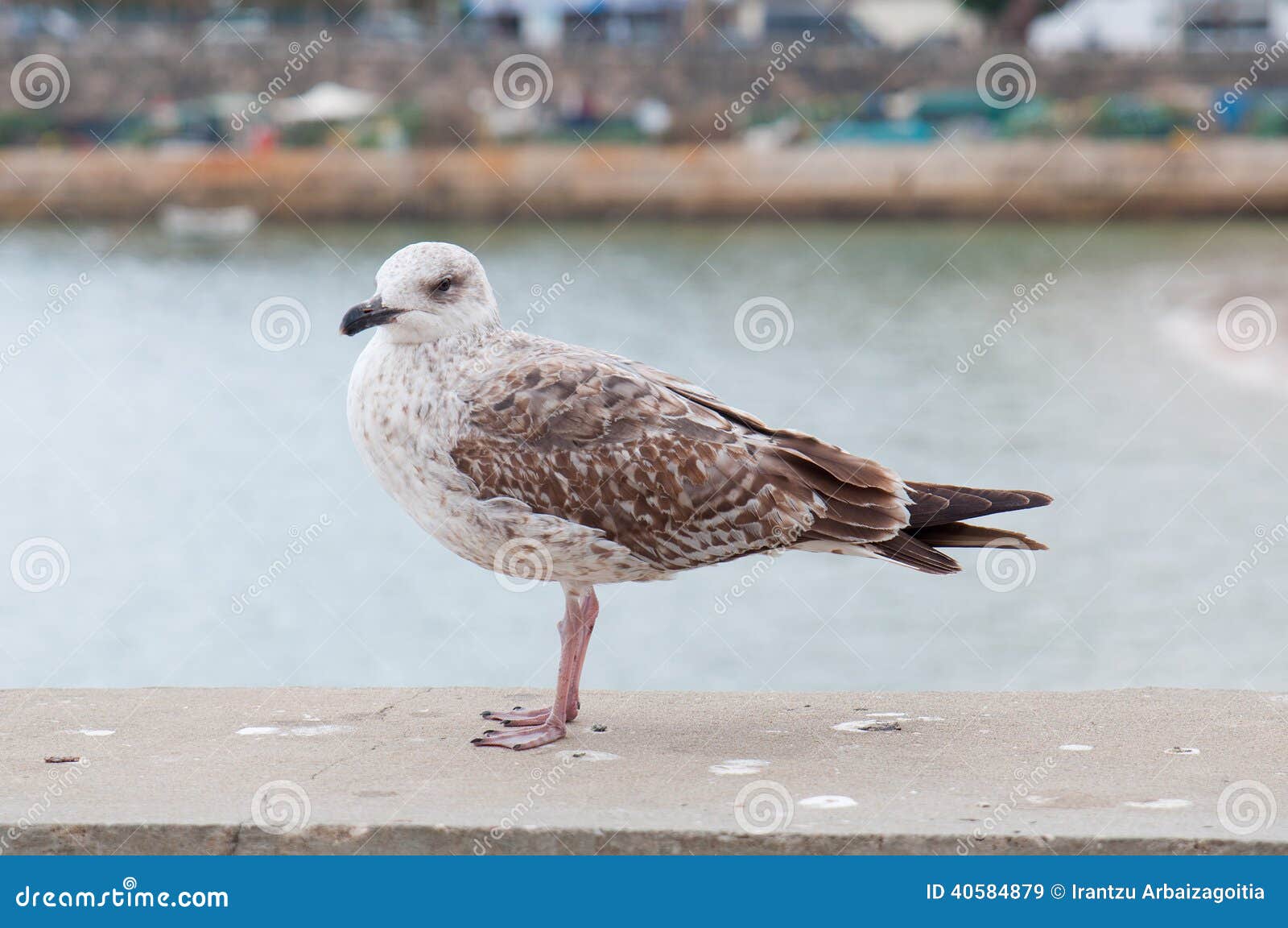 Seagull perched on port stock image. Image of seagull - 40584879