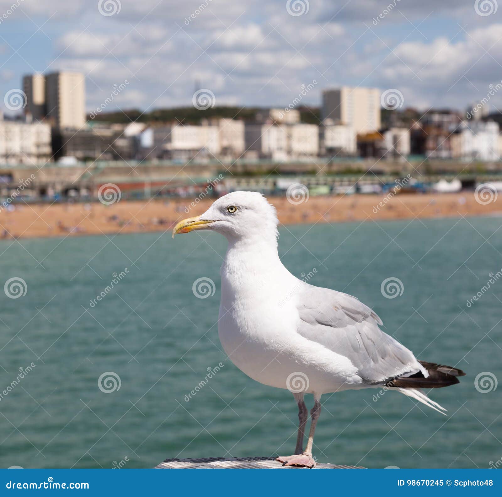 Seagull Perched on a Post at Brighton Stock Image - Image of south ...