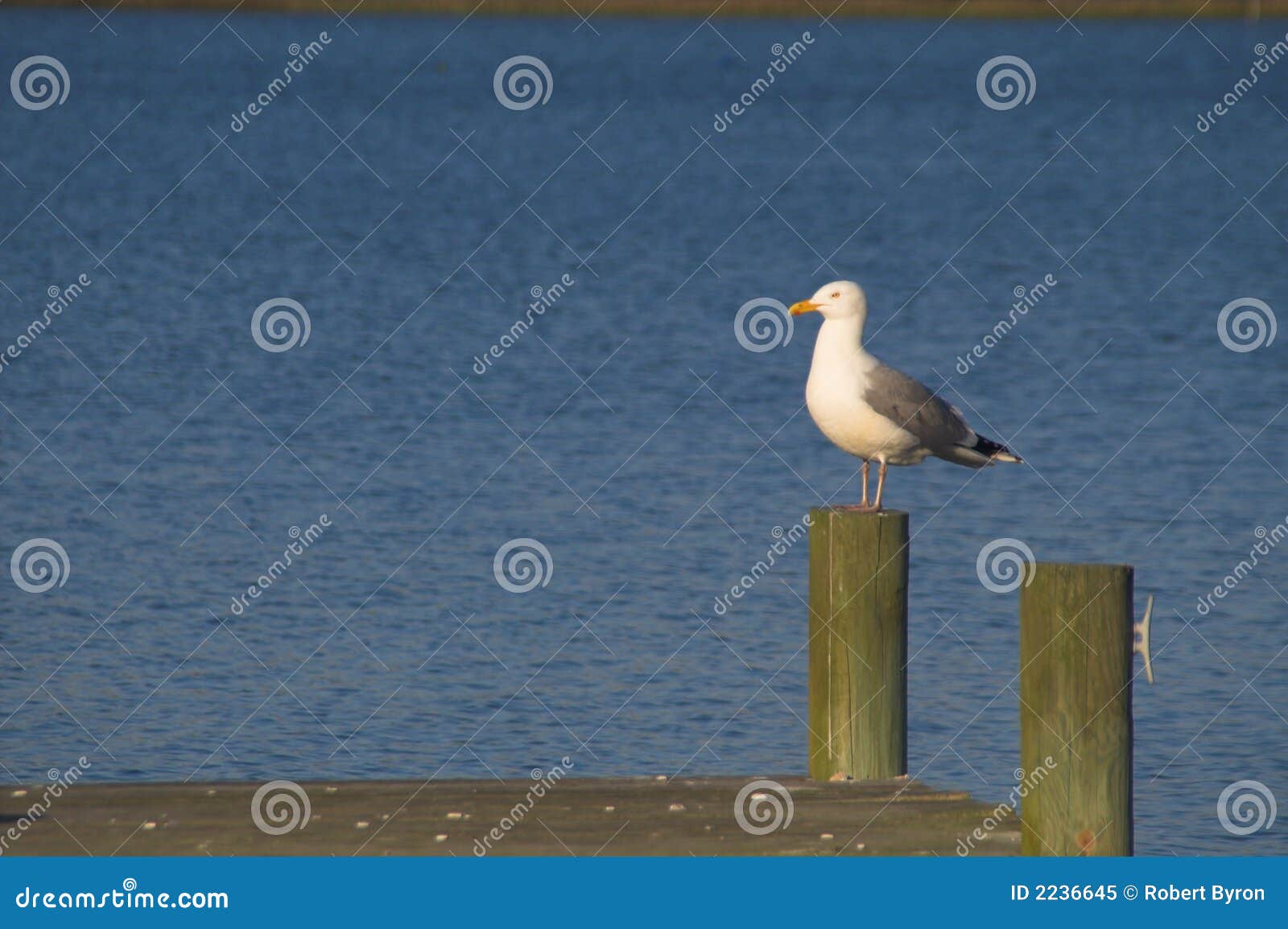 Seagull perched on pylon stock image. Image of pier, animal - 2236645