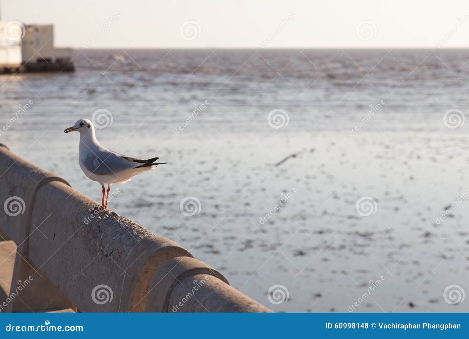 Seagull Perched on the Railing. Stock Photo - Image of bright, gull ...