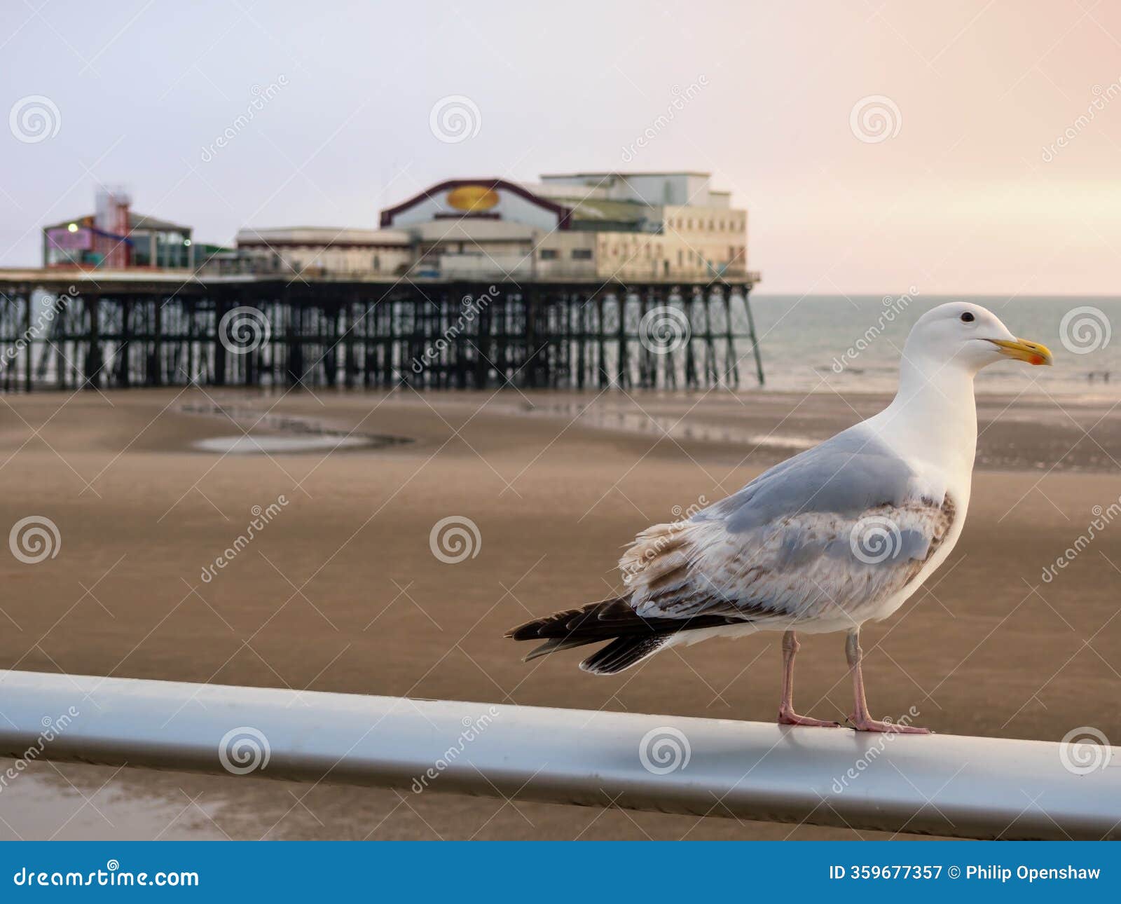 Seagull On Blackpool Pleasure Beach - United Kingdom Stock Image ...