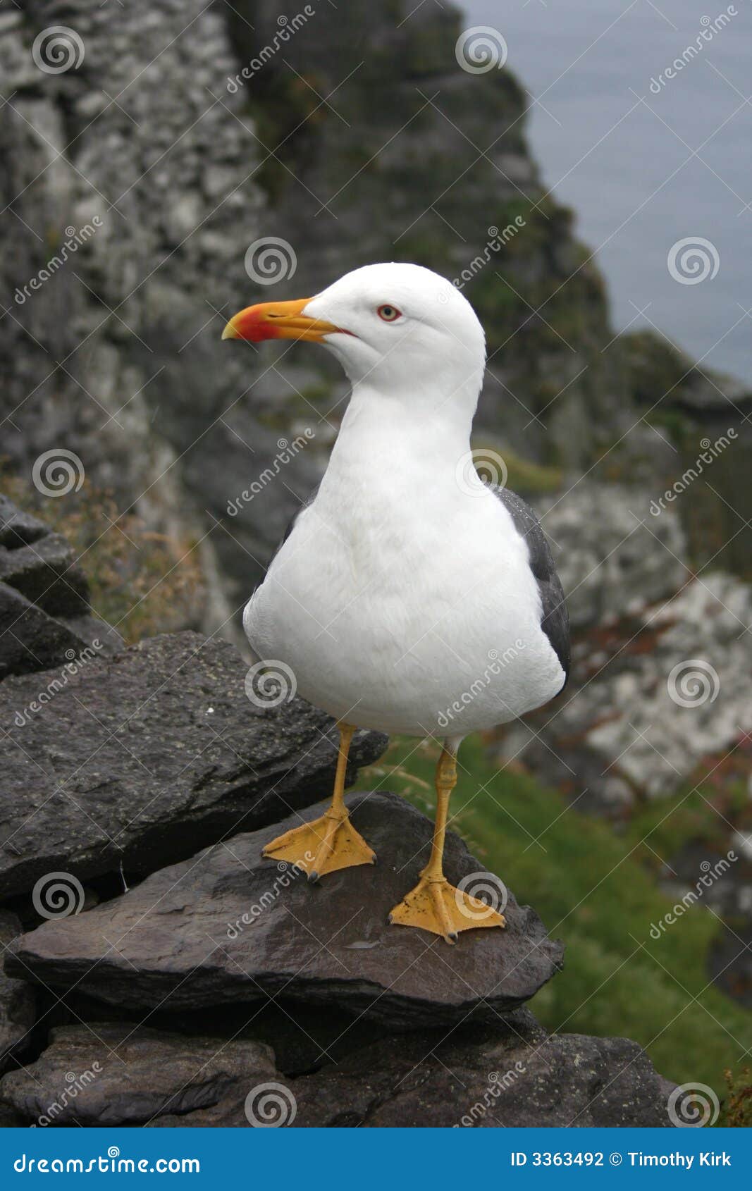 Seagull Perched on Rock stock photo. Image of ocean, mountain - 3363492
