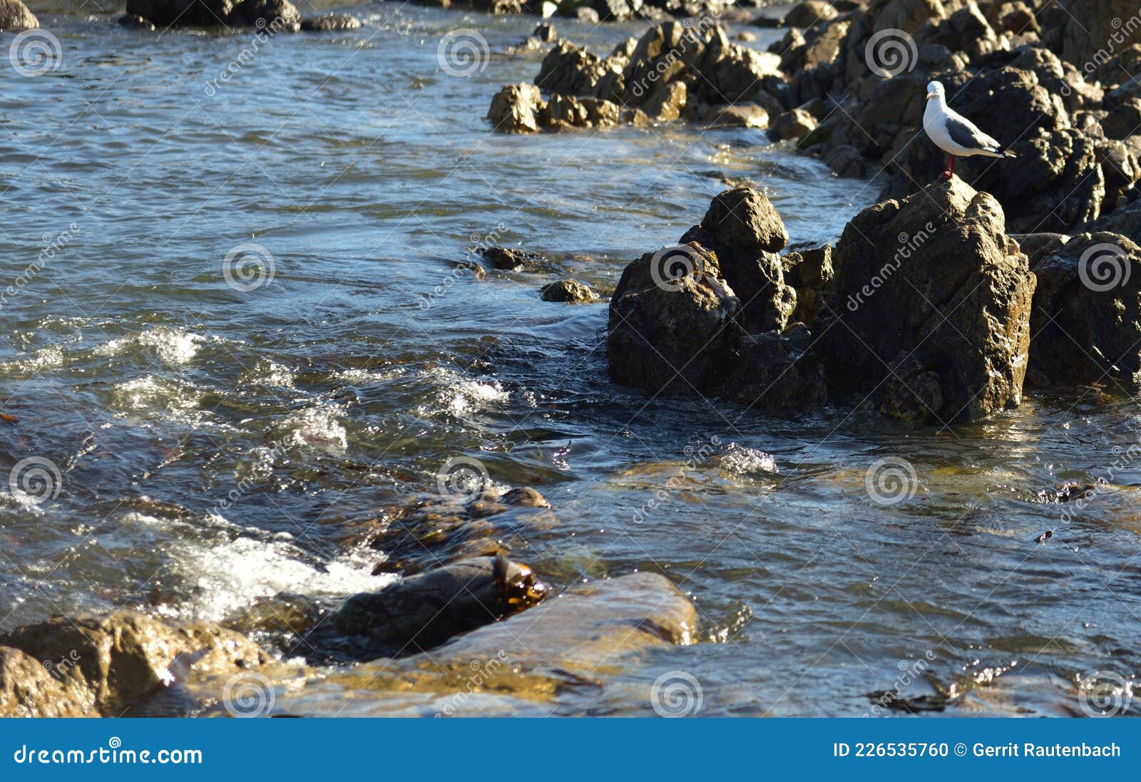 A Seagull Perched on a Rock in the Shallow Waters Stock Photo - Image ...