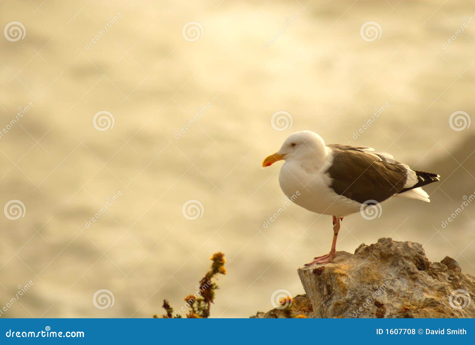Seagull Perched on Rocks Overlooking Ocean in Pismo Beach California ...