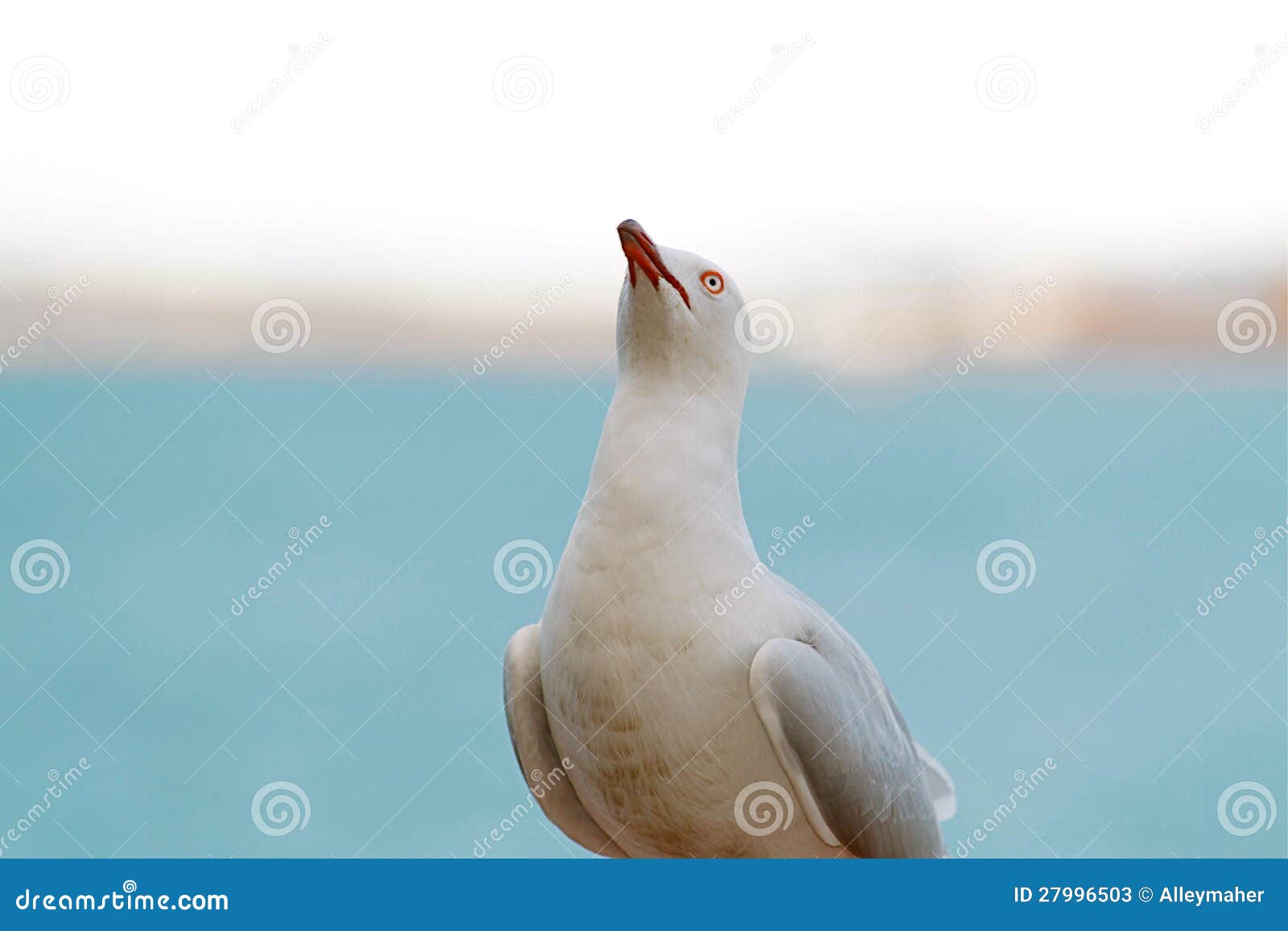 A Seagull Perched by the Sea in Australia. Stock Image - Image of beach ...