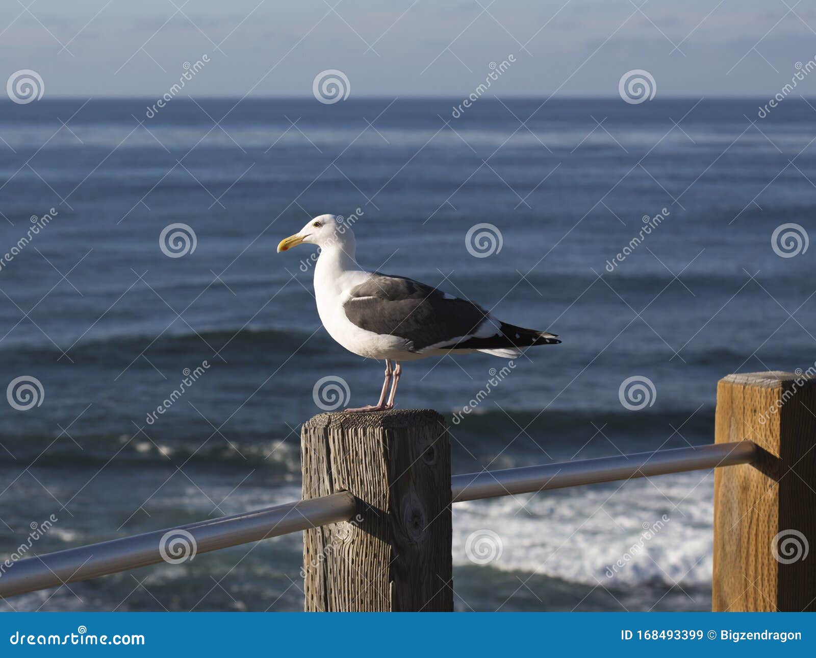 Seagull Perched on a Post in Front of the Ocean Stock Image - Image of ...