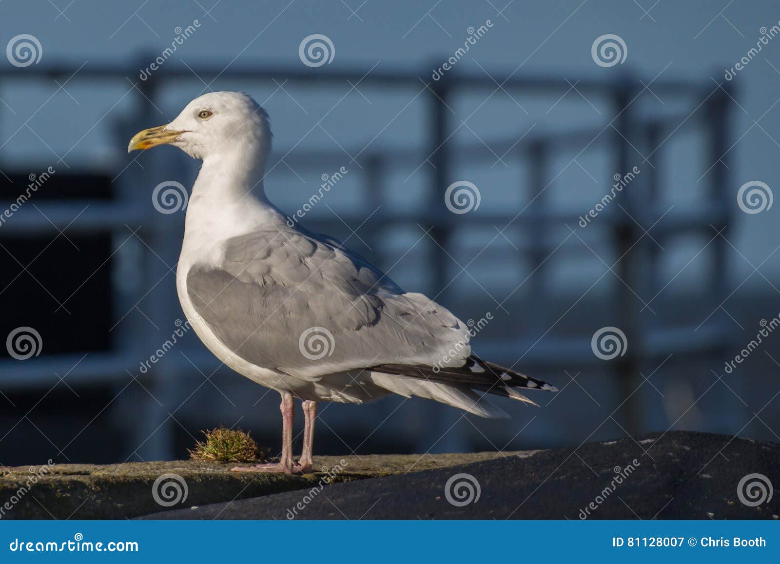 Seagull stock image. Image of seagull, wall, whitby, perched - 81128007