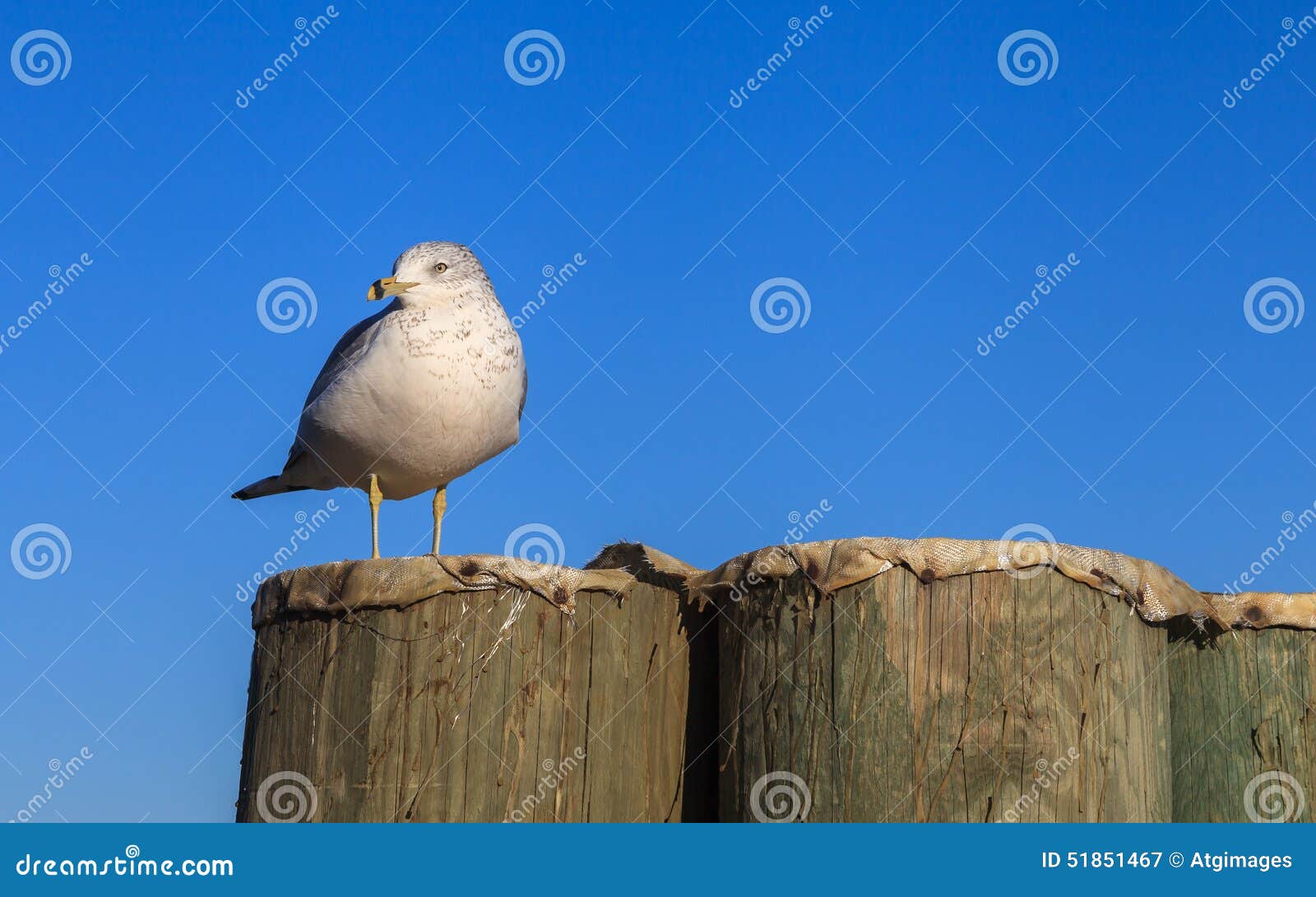 Seagull Perched stock image. Image of posing, wildlife - 51851467