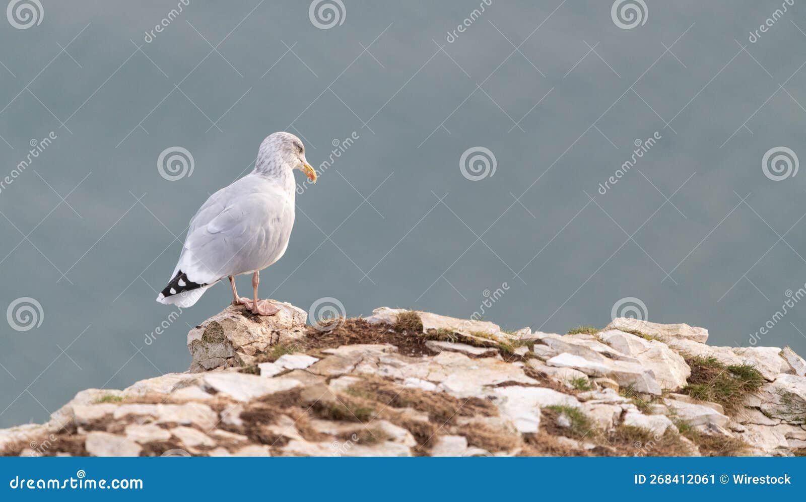 Seagull perching on rock stock image. Image of nature - 268412061