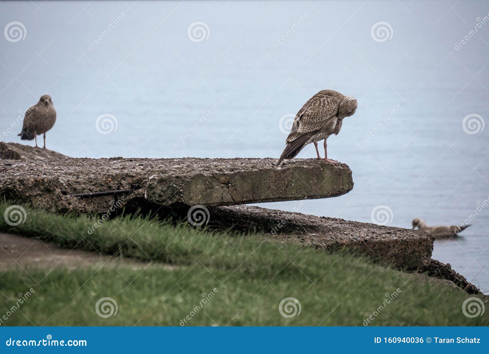Seagul Nesting On Rocks Royalty-Free Stock Photo | CartoonDealer.com ...