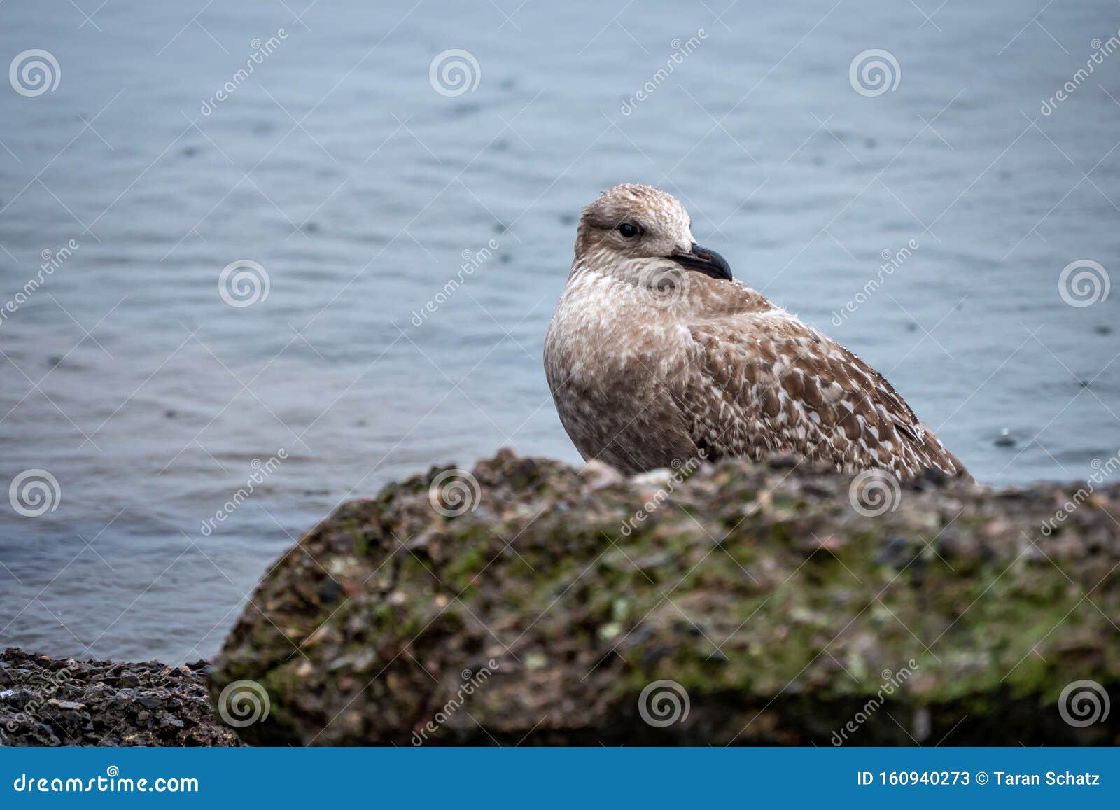 Seagul Nesting On Rocks Royalty-Free Stock Photo | CartoonDealer.com ...