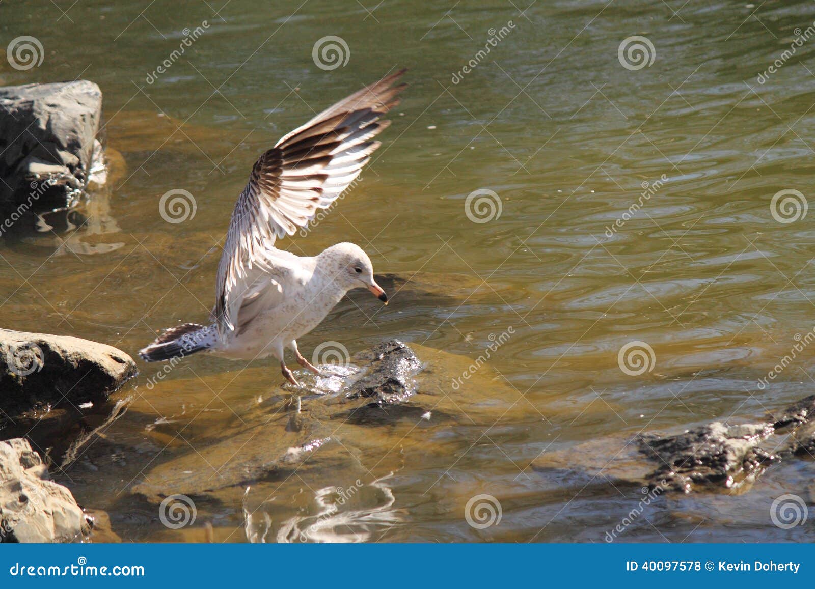 Seagull stock photo. Image of outdoors, seagull, outside - 40097578
