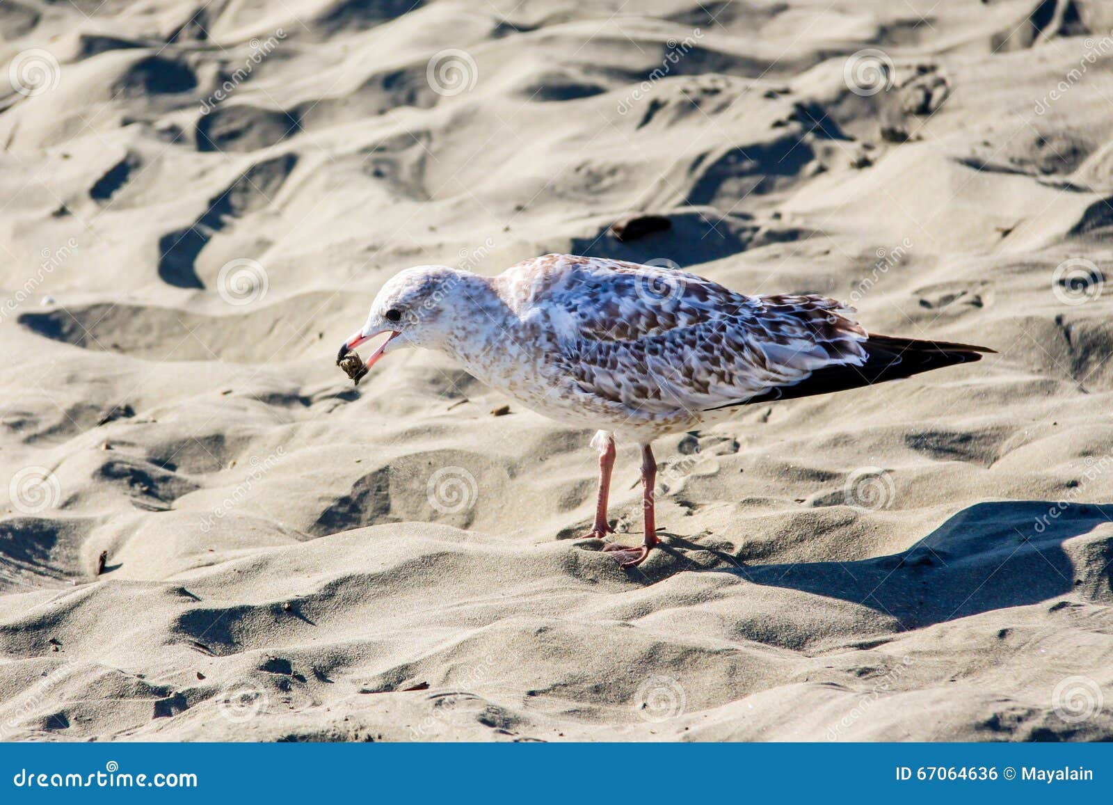 Seagull with a Piece of Bread Stock Photo - Image of beak, food: 67064636