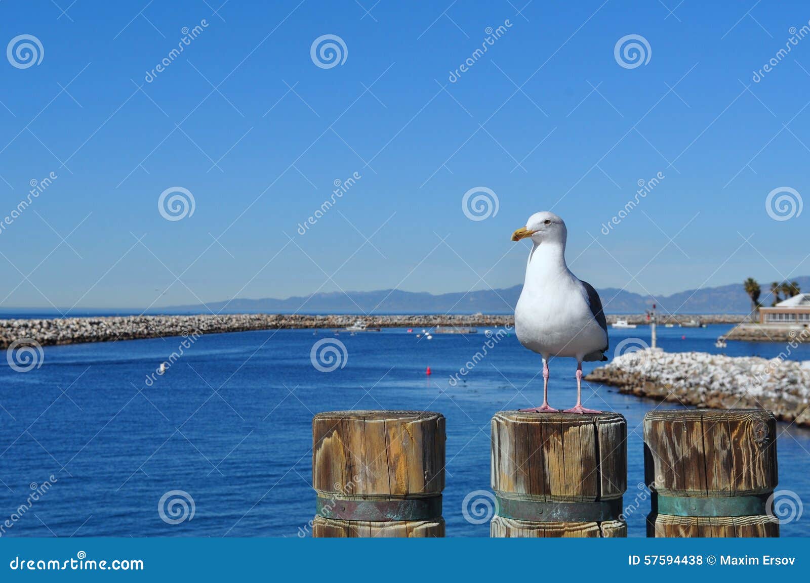 Seagull on a pier stock photo. Image of posing, water - 57594438