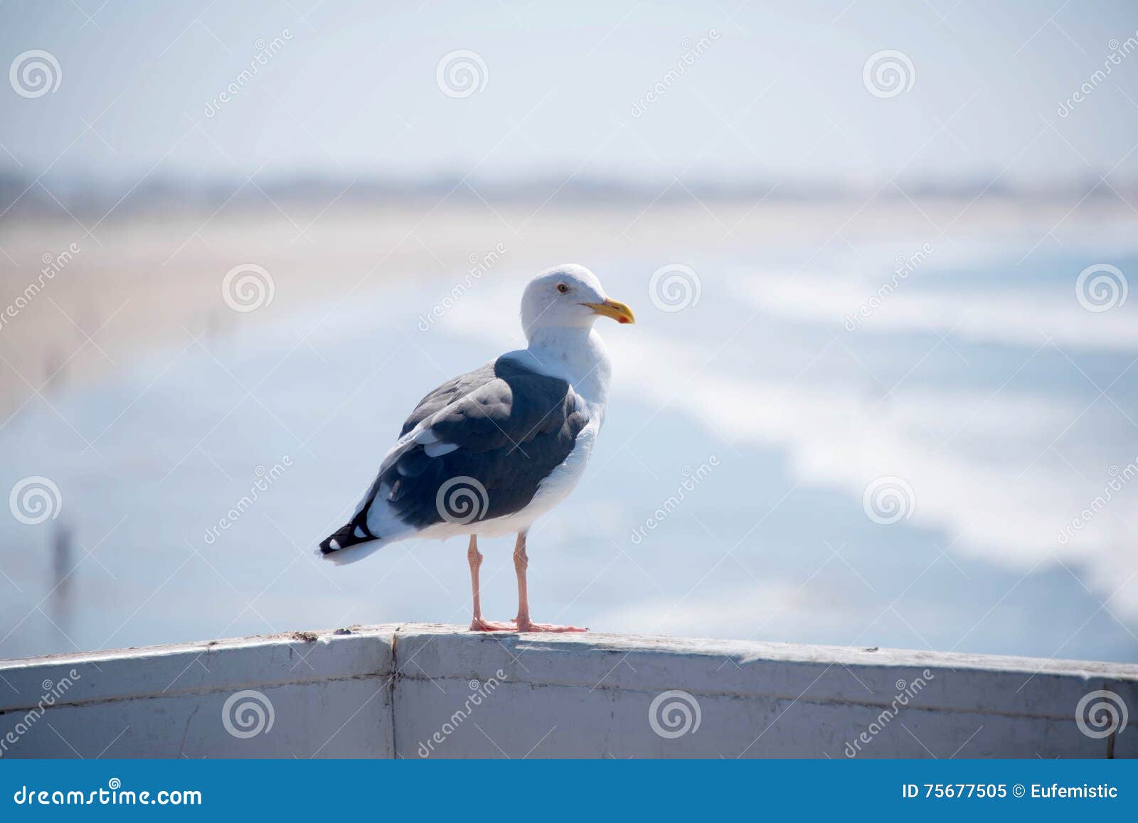 A Seagull on the Pier stock image. Image of pismo, birds - 75677505