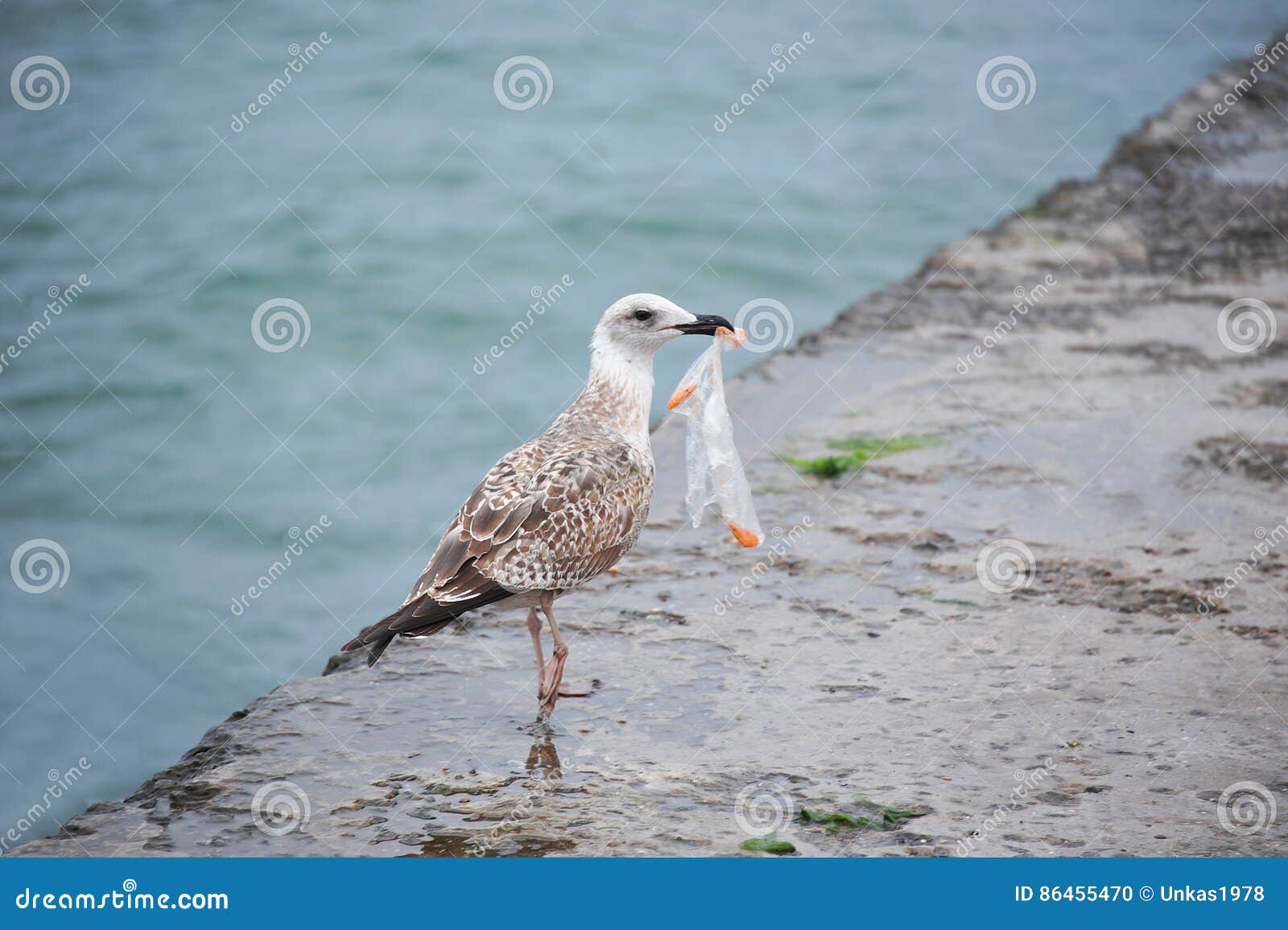 619 Seagull Plastic Stock Photos - Free & Royalty-Free Stock Photos ...