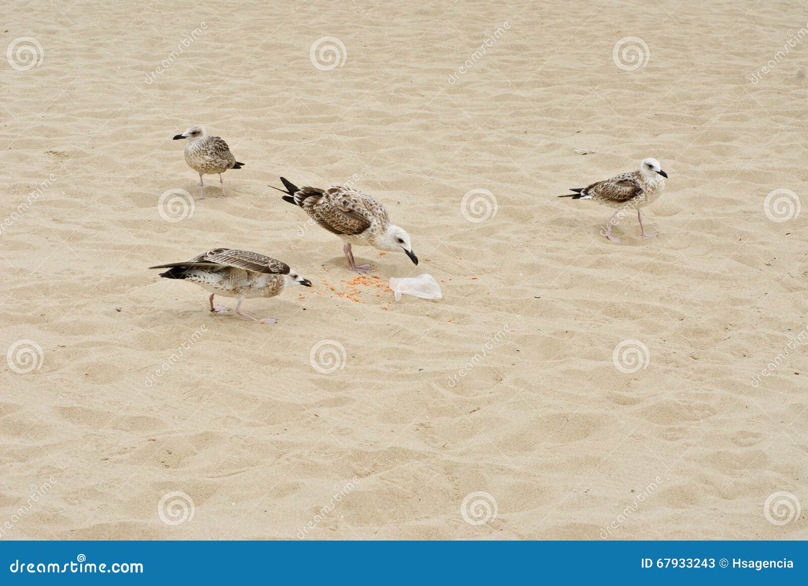 Seagull with a plastic bag stock image. Image of debris - 67933243