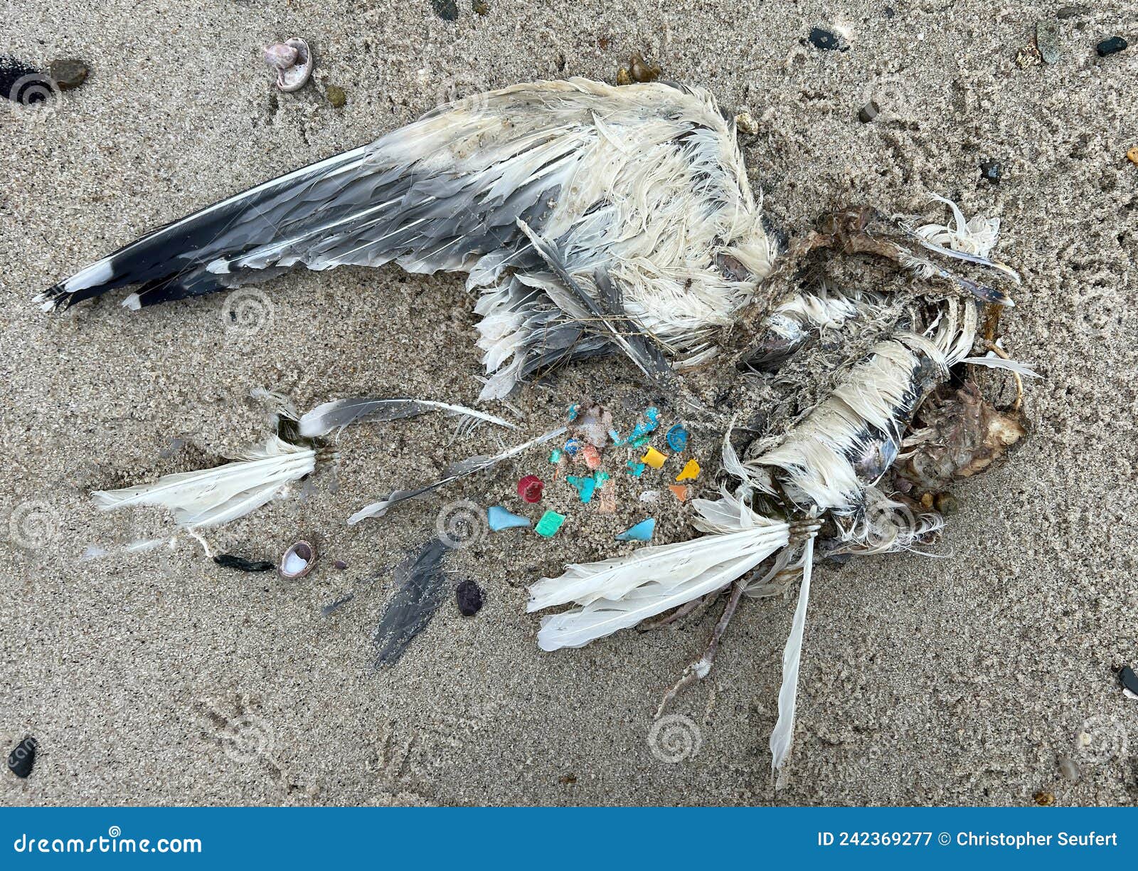 Seagull with Plastics at Chatham, Cape Cod Stock Image - Image of ...