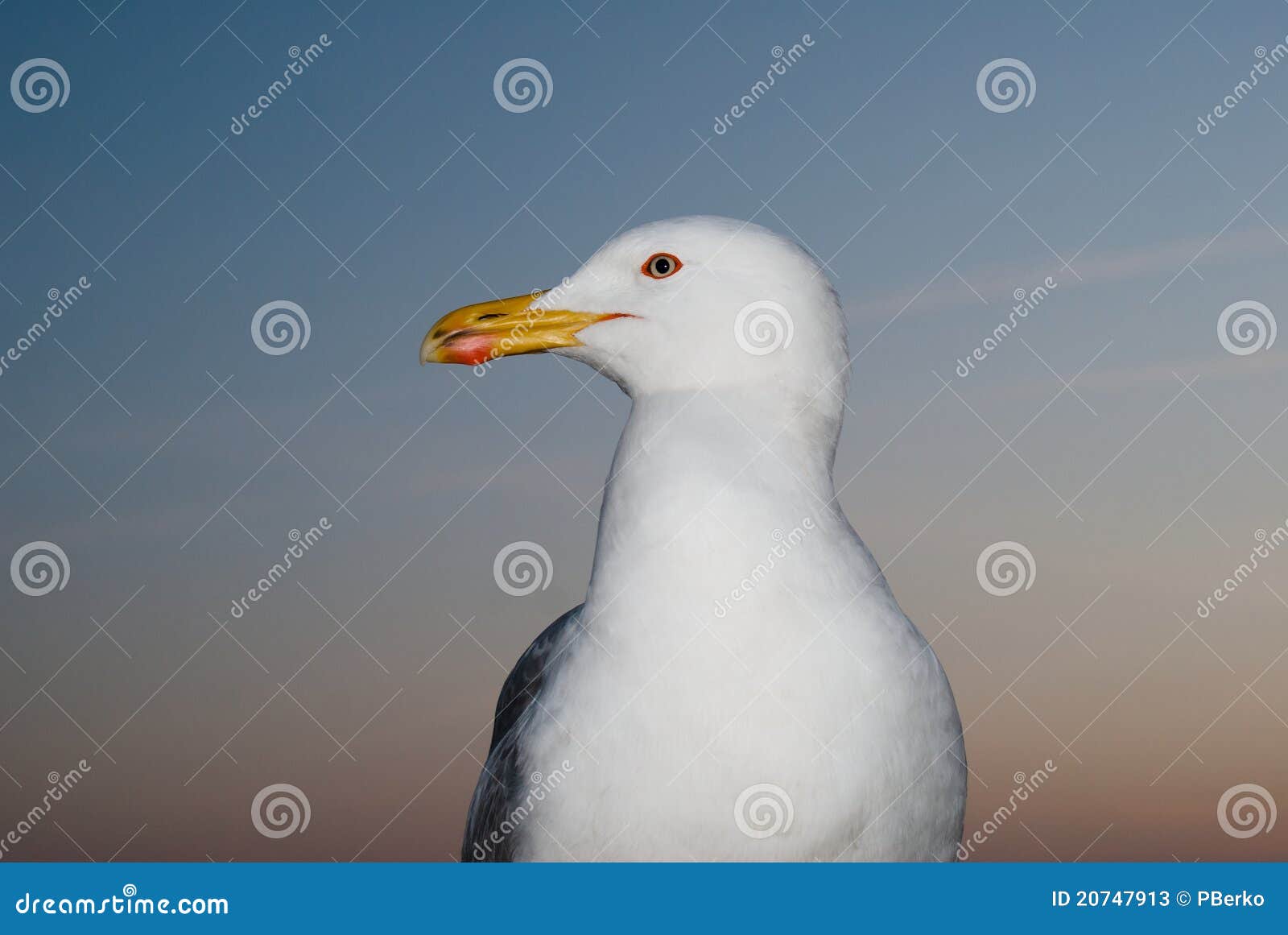 Seagull portrait stock image. Image of beak, head, wildlife - 20747913