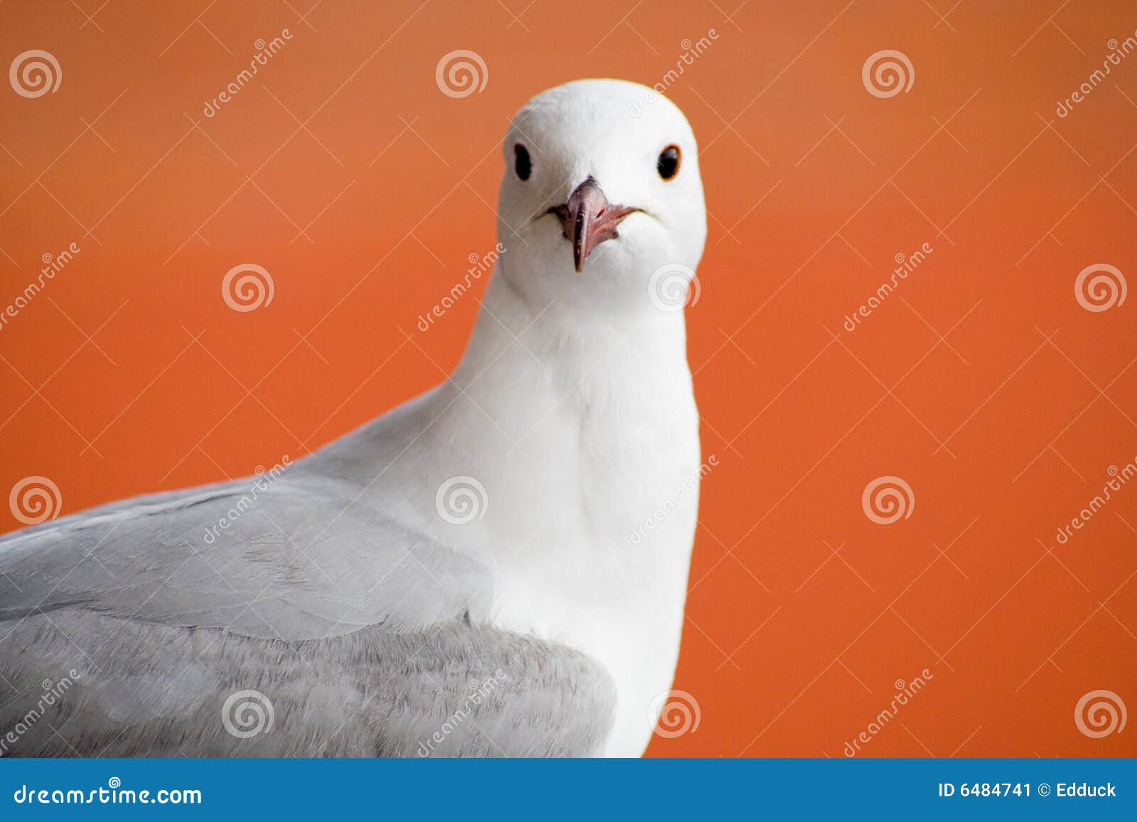 Seagull portrait stock image. Image of bird, staring, looking - 6484741