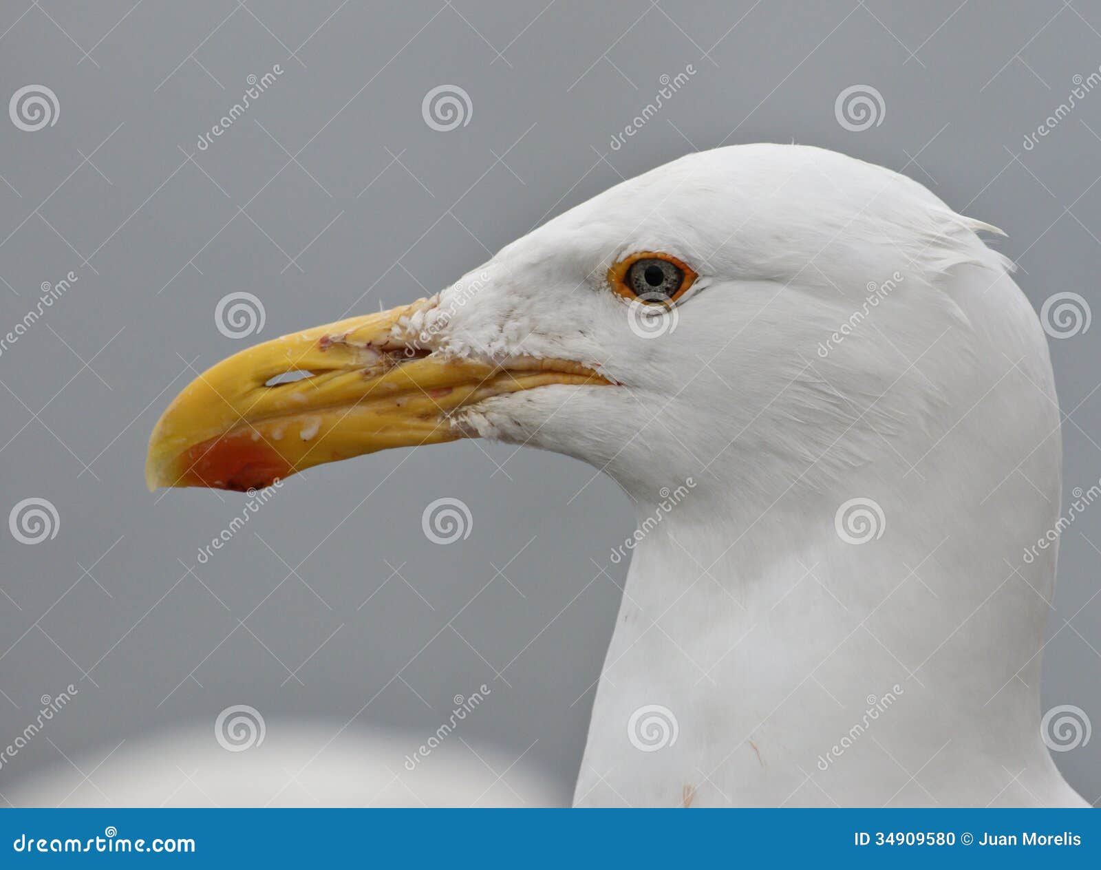 Seagull stock photo. Image of close, bird, seabird, head - 34909580