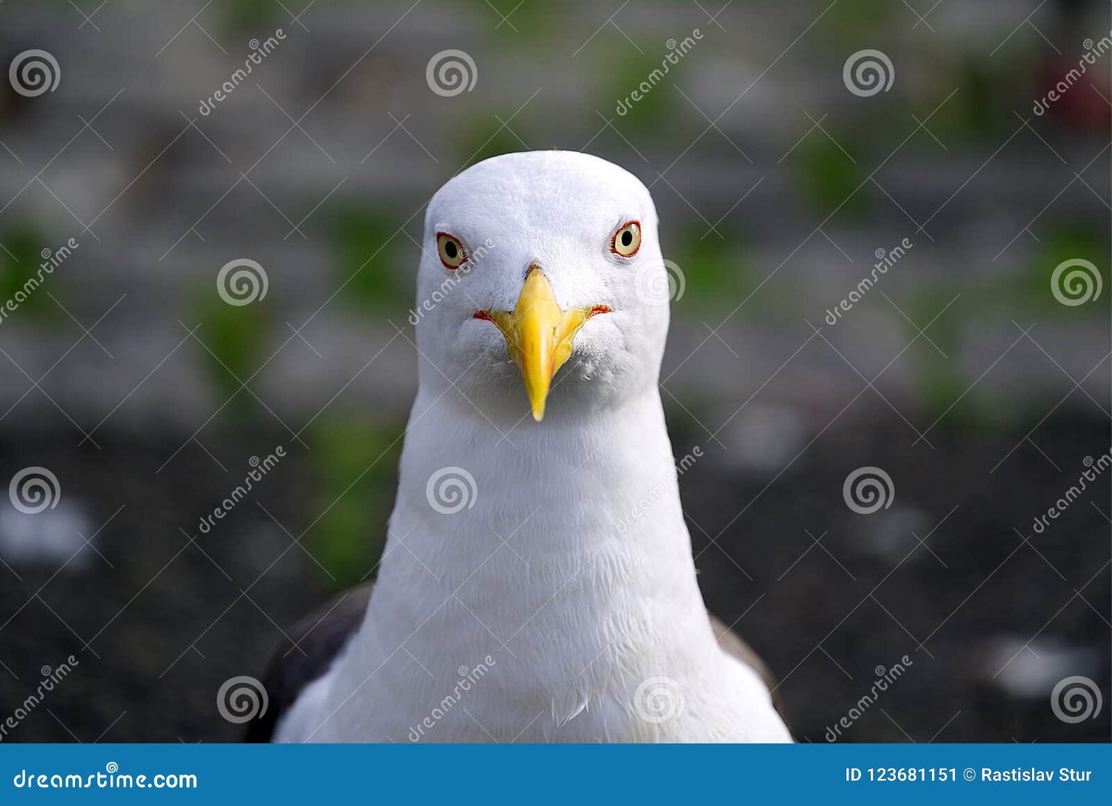 Seagull portrait stock image. Image of portrait, looking - 123681151