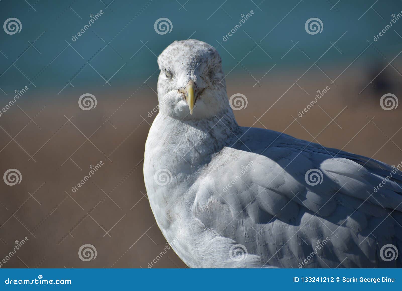Portrait Seagull Resting and Looking into the Camera Stock Photo ...
