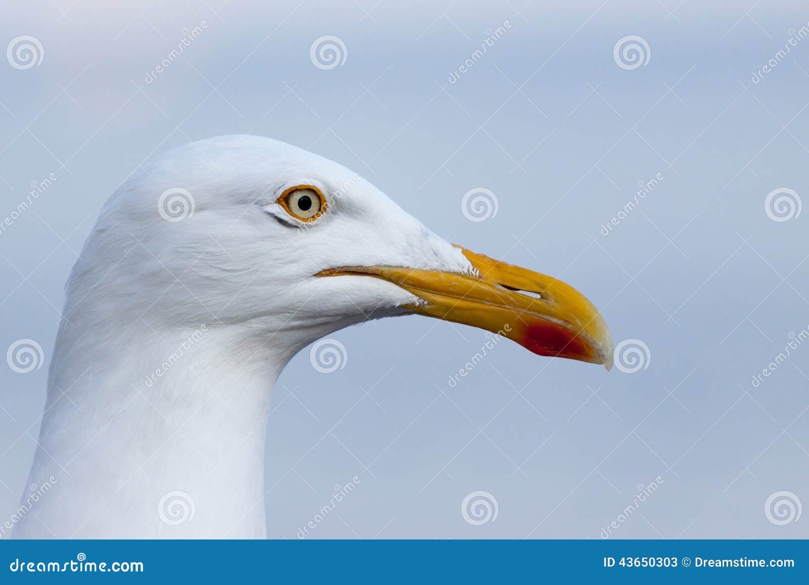 Seagull Portrait stock image. Image of seagull, side - 43650303