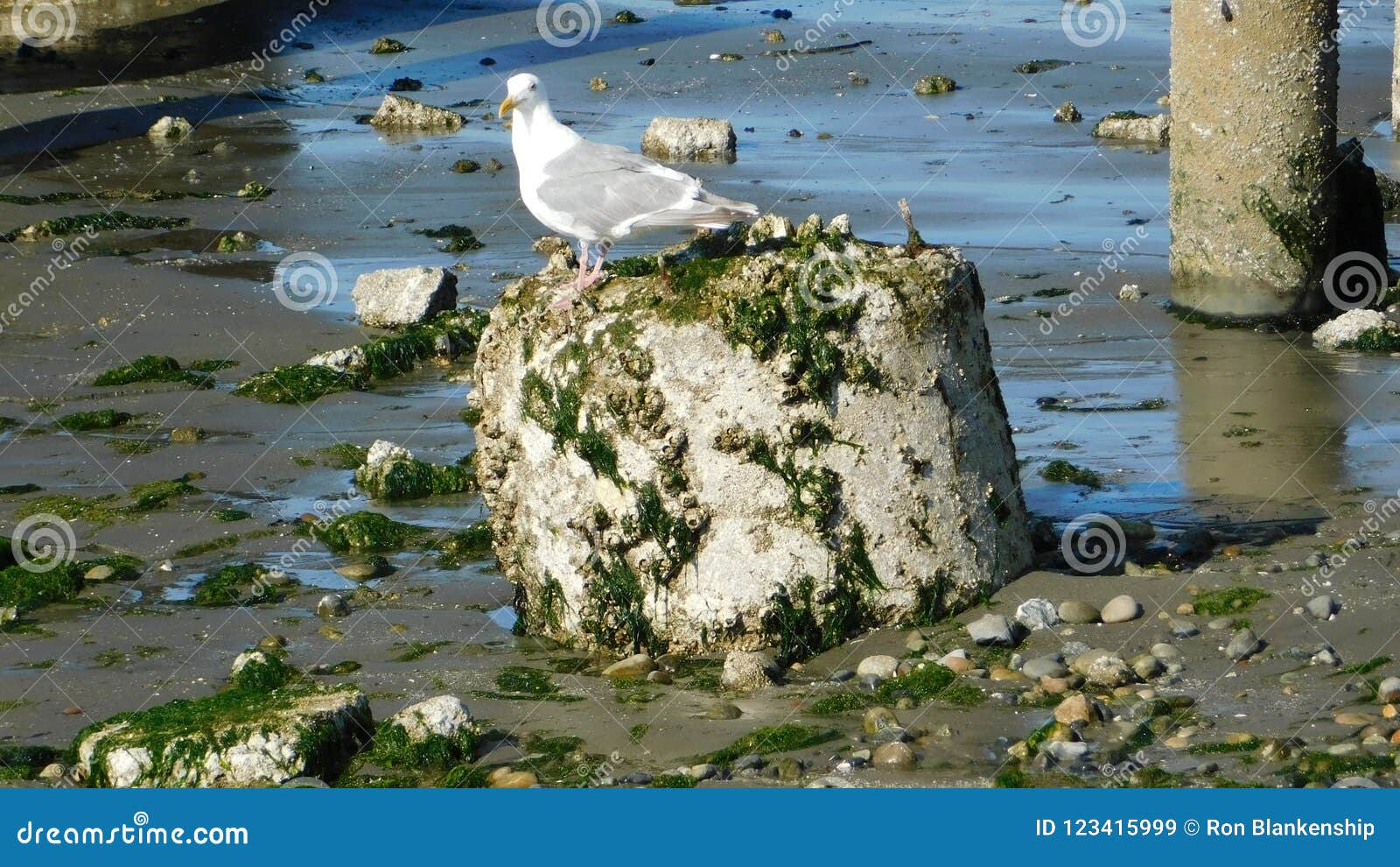 Seagull pose stock image. Image of seagull, pose, pillar - 123415999
