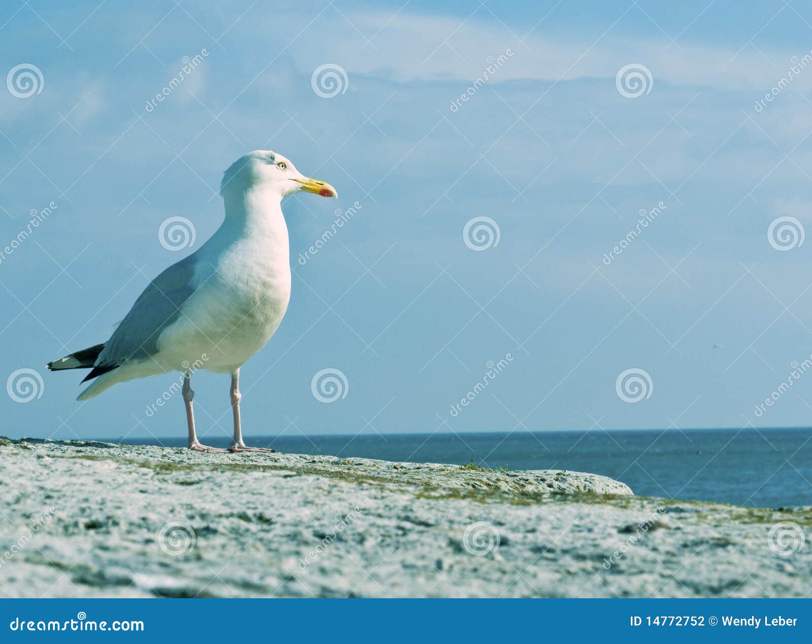 A Seagull Poses, Looking Out To Sea. Stock Photo - Image of posing ...