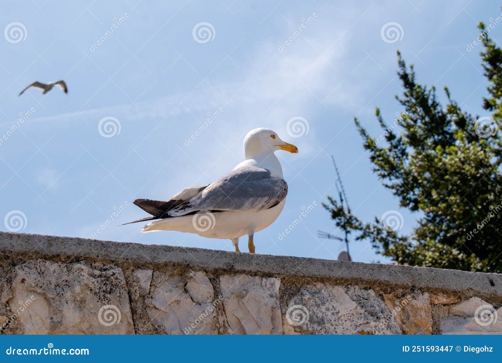 A Seagull Poses in the Warm May Sun Stock Image - Image of black ...