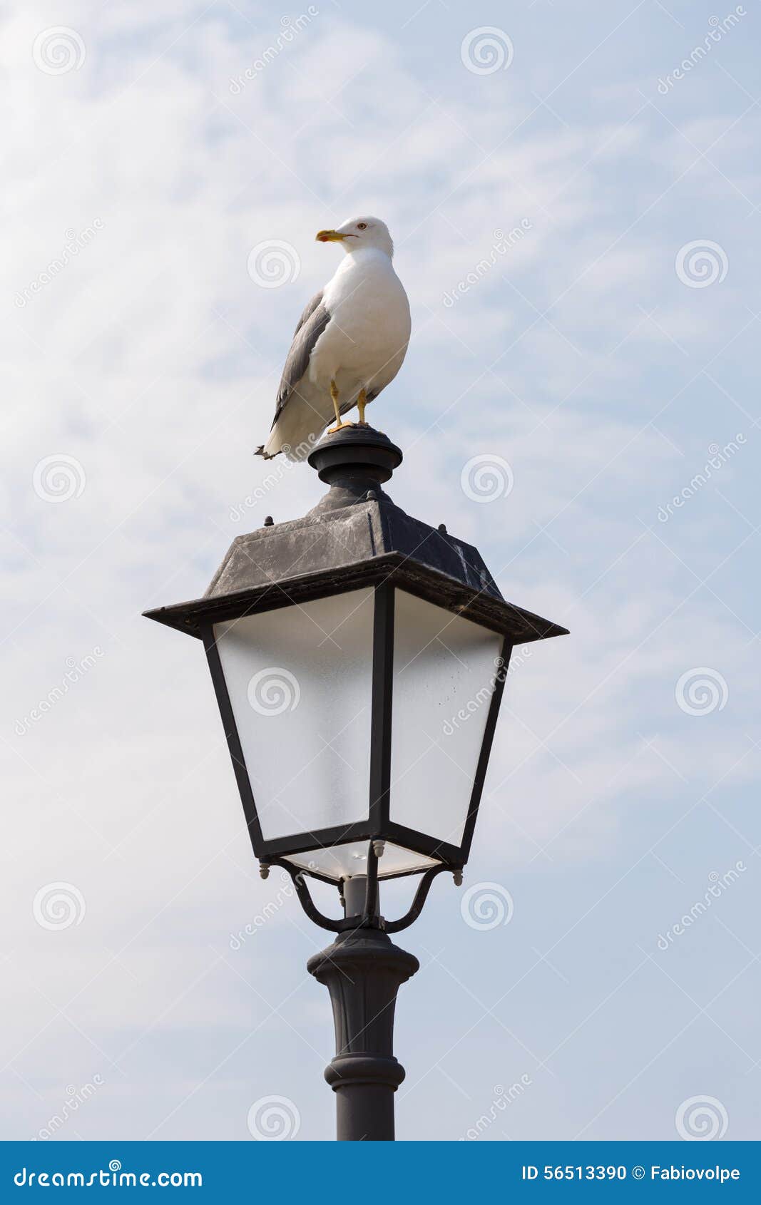 Seagull Posing on the Lamppost Stock Photo - Image of seagulls, post ...