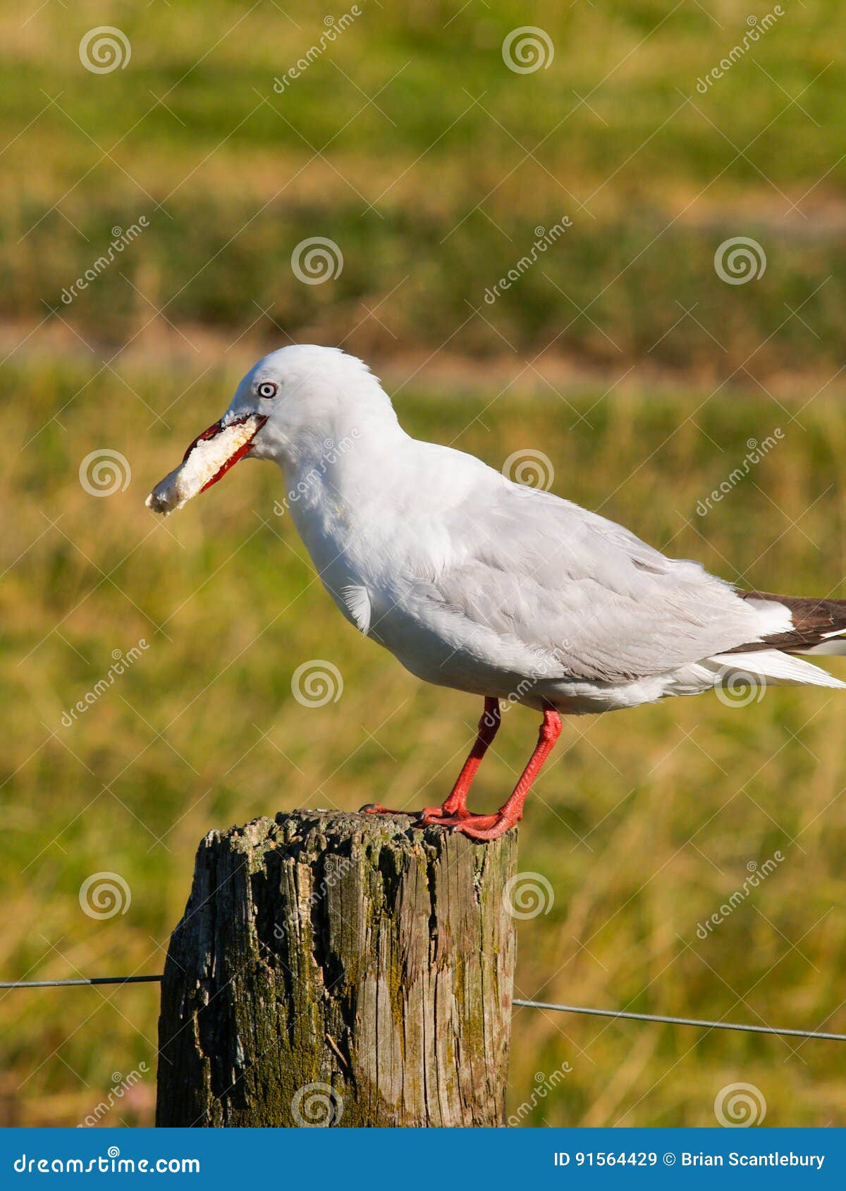 Seagull on Post with Crust of Bread in Mouth. Stock Image - Image of ...