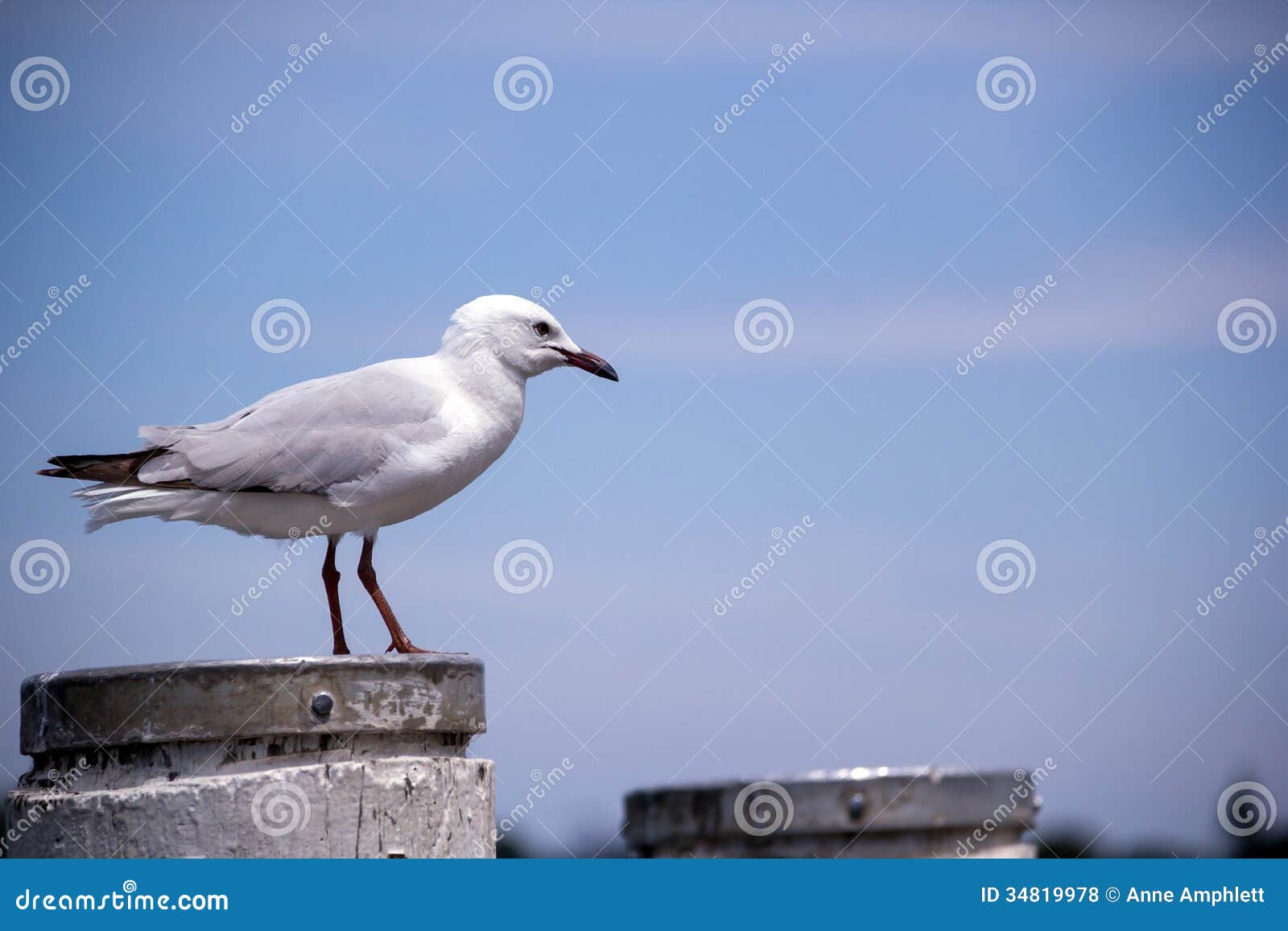 Seagull on post stock photo. Image of seagull, animal - 34819978