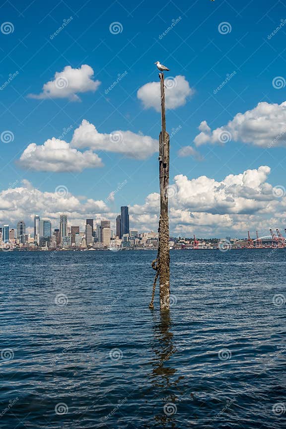 Seagull on Post stock image. Image of moorage, pacific - 55741935