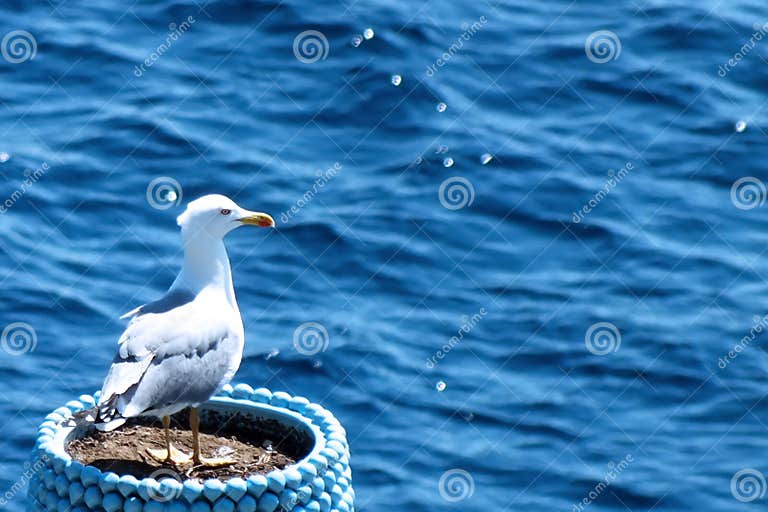 Seagull in pot stock image. Image of hunt, checking, ceramic - 90830051