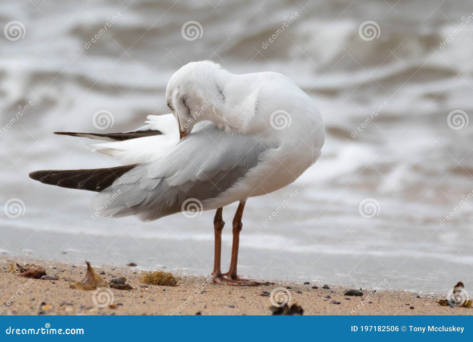 Seagull Preening Her Feathers on the Beach Stock Photo - Image of ...
