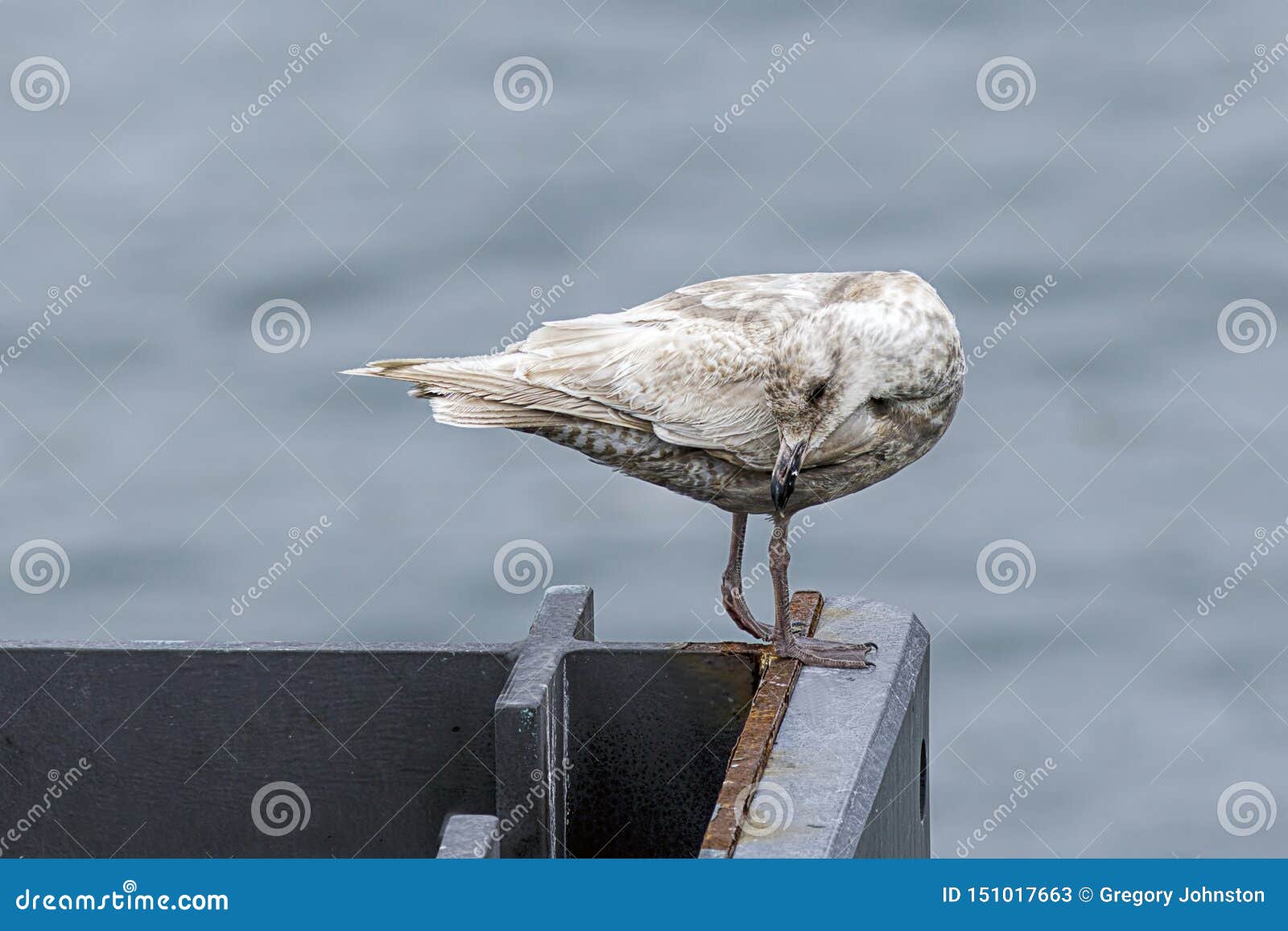 Seagull is Preening Itself. Stock Image - Image of beauty, gull: 151017663