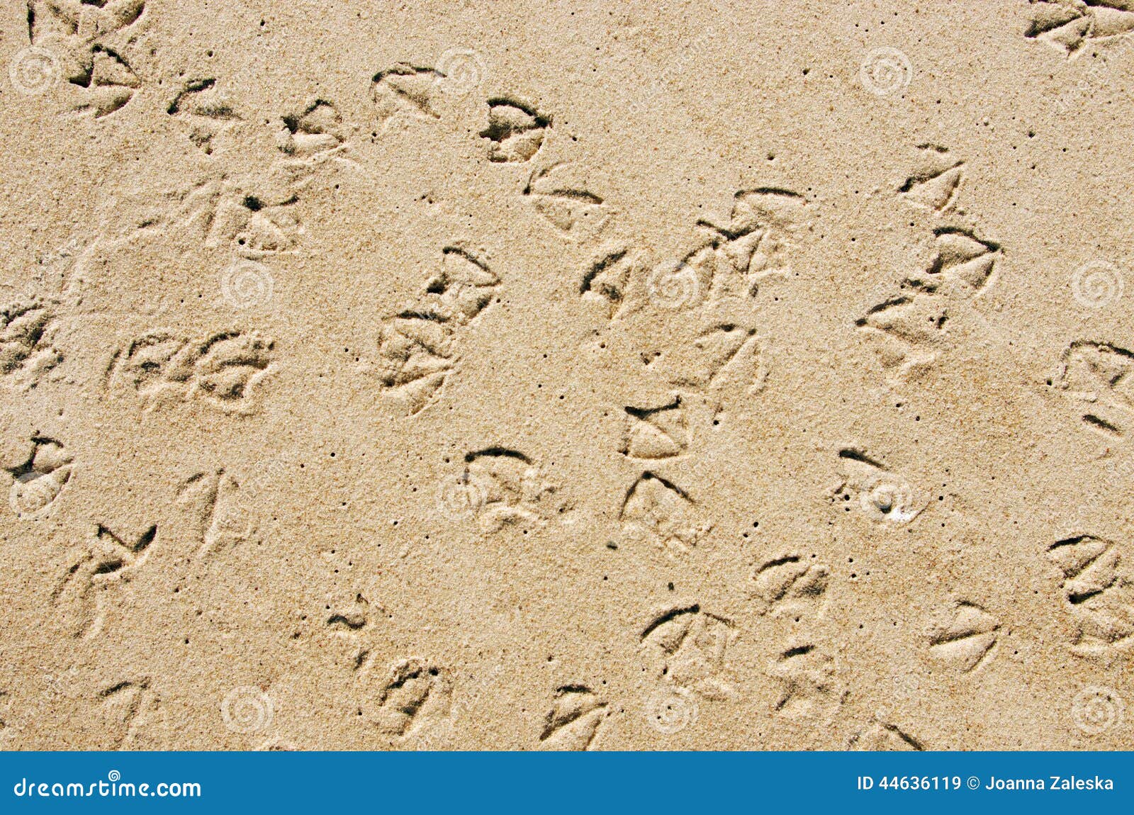Seagull Feet Prints In The Sand Stock Photo | CartoonDealer.com #44636118