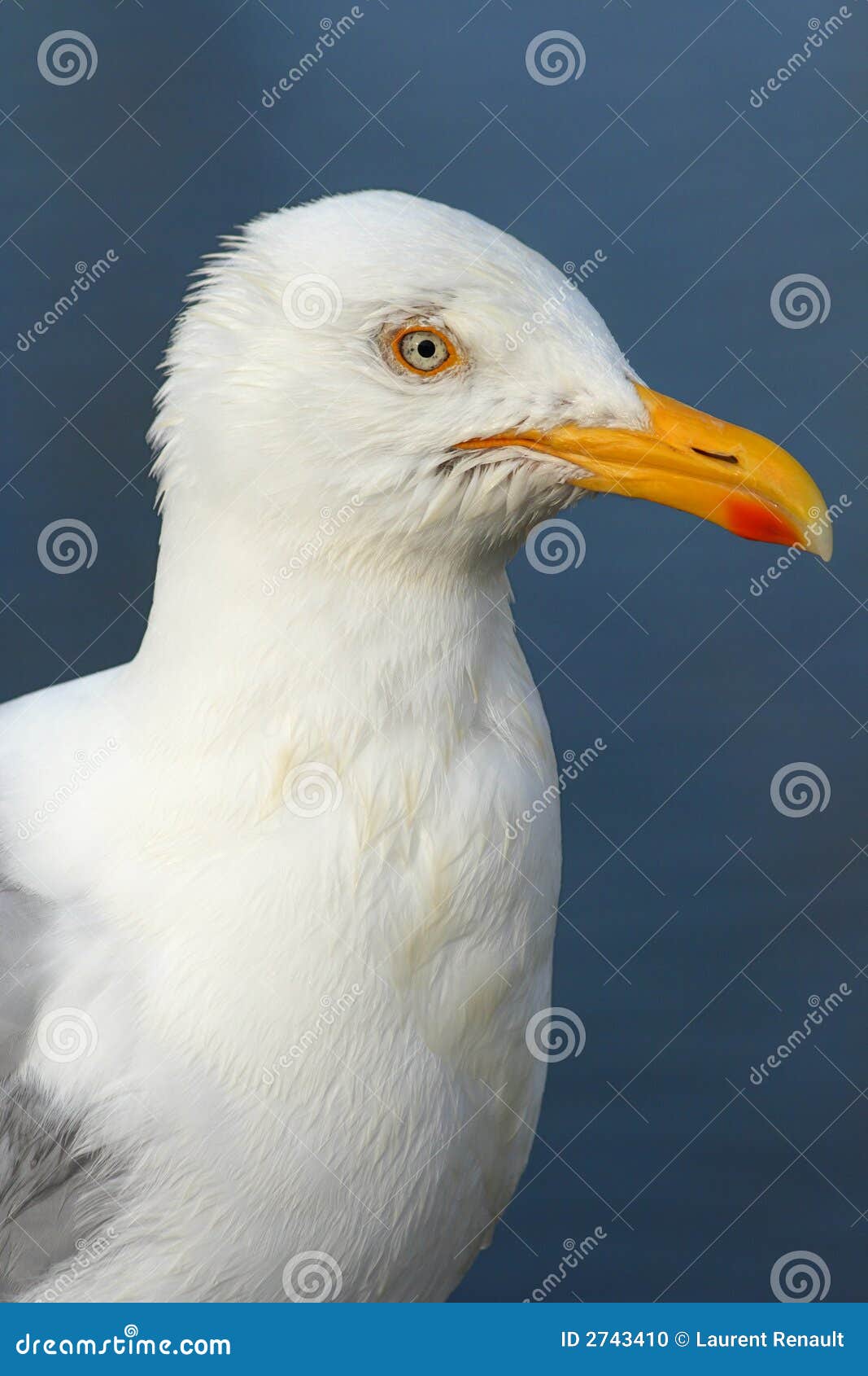 Seagull profile stock photo. Image of head, animal, summer - 2743410