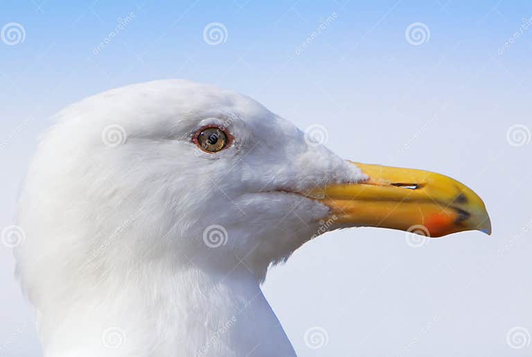 Seagull Profile Close stock image. Image of beak, wildlife - 24644435
