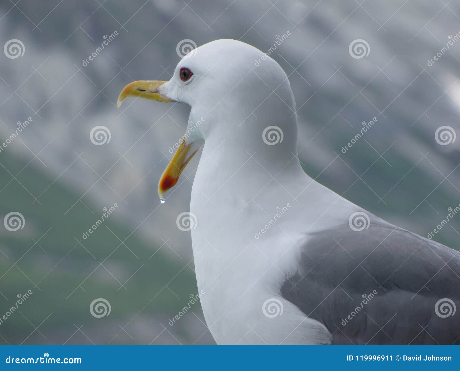 Seagull Profile Close-up with Beak Open Stock Image - Image of closeup ...